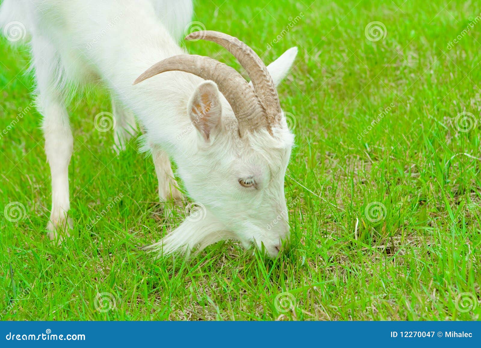 Het eten van de geit stock afbeelding. Image of niet - 12270047