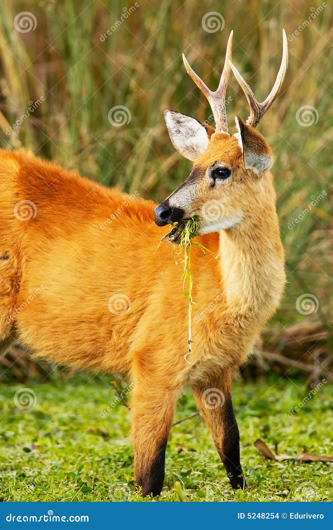 Het Eten Van De Herten Van Het Moeras Stock Foto - Image of brazilië ...