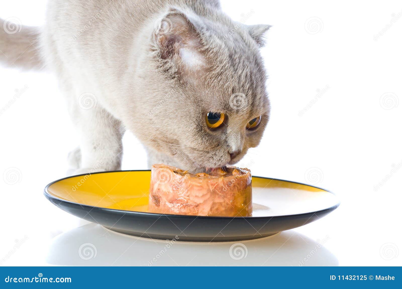 Het eten van de kat stock afbeelding. Image of volledig - 11432125