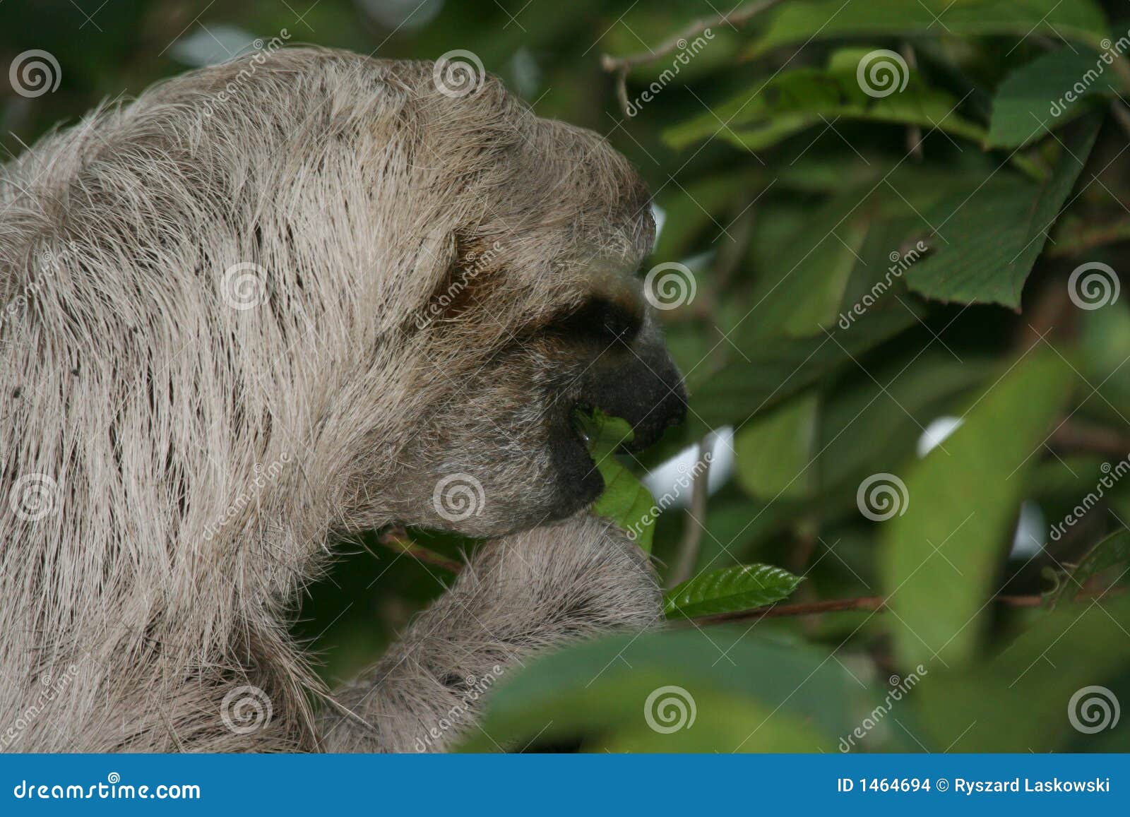 Het eten van de luiaard stock foto. Image of biodiversiteit - 1464694