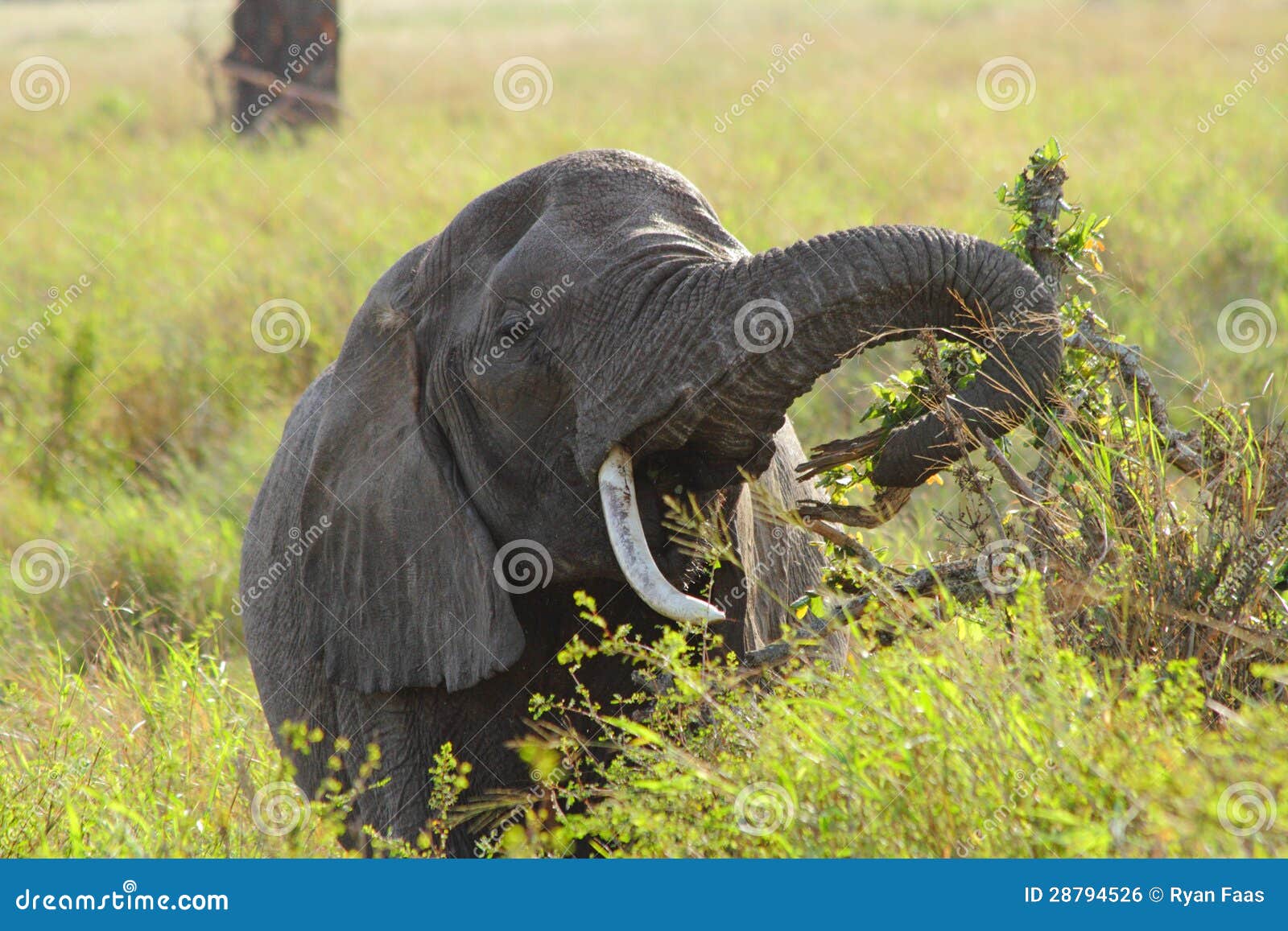 Het Eten van de olifant stock foto. Image of serengeti - 28794526