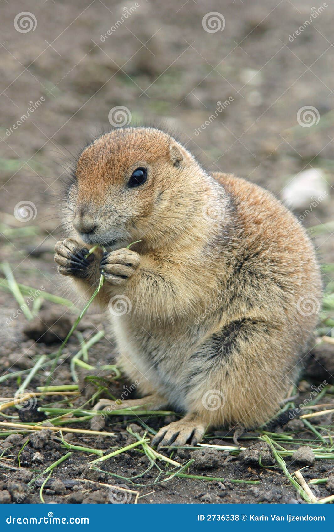 Het Eten Van De Prairiehond Stock Foto - Image of knaagdier, leven: 2736338
