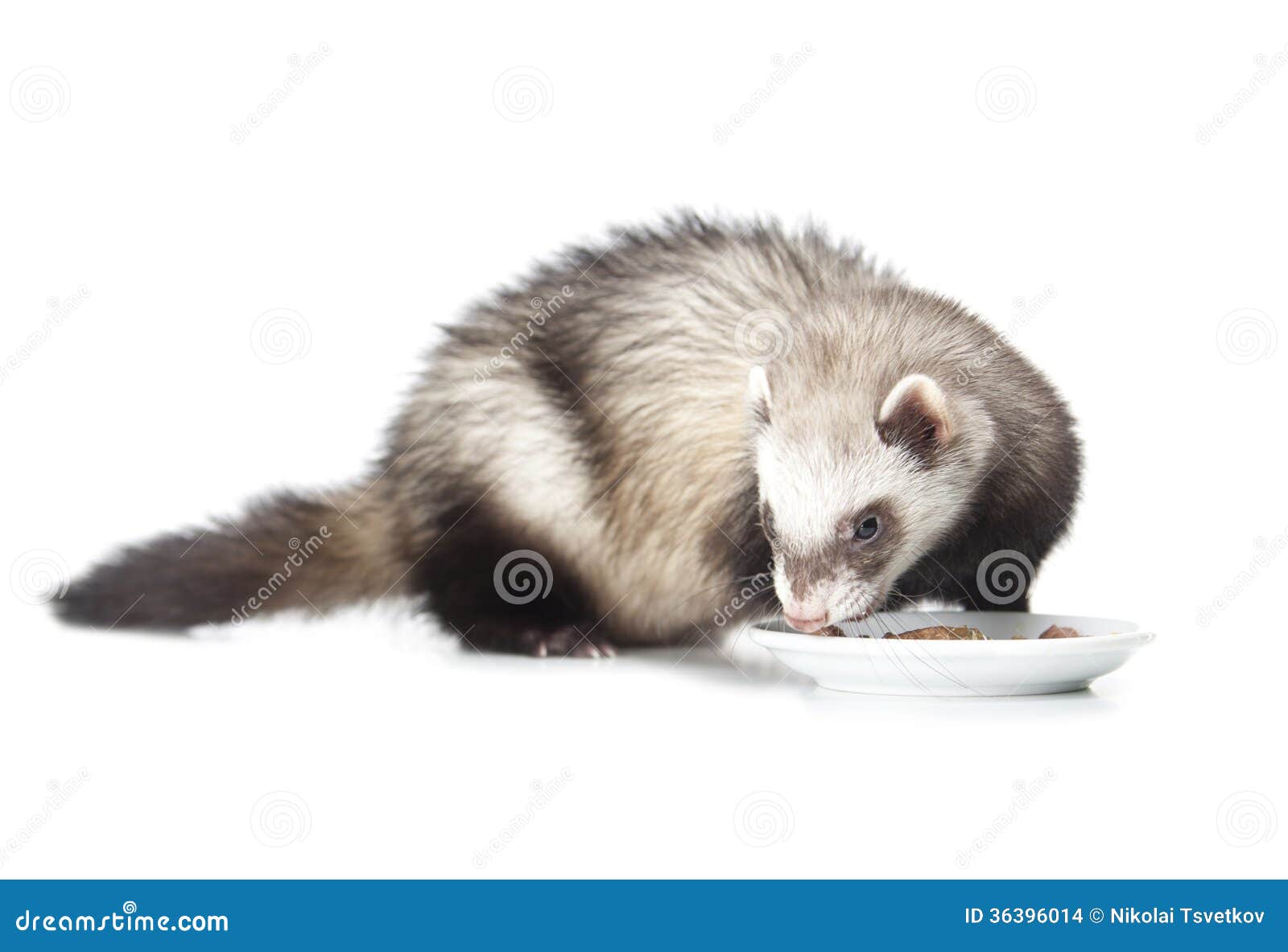 Het eten van fret stock foto. Image of voedsel, studio - 36396014