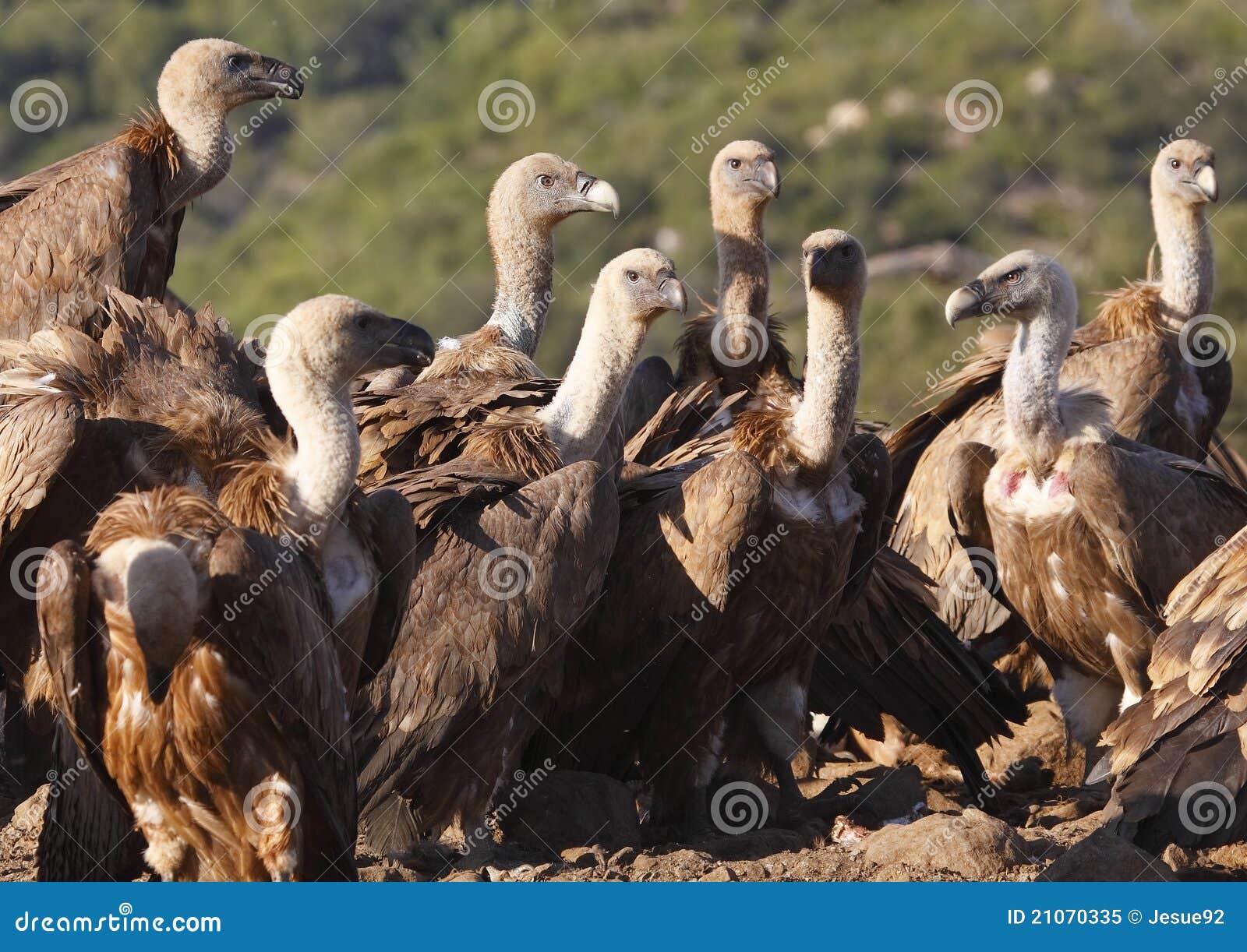Het eten van gieren stock afbeelding. Image of gieren - 21070335