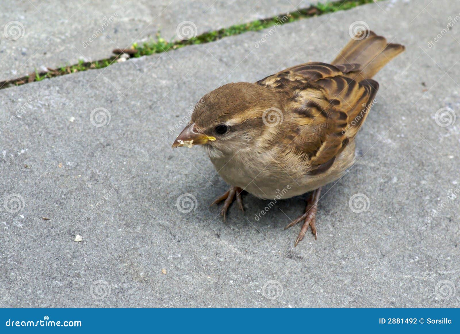 Het eten van mus stock foto. Image of dier, eten, vogel - 2881492