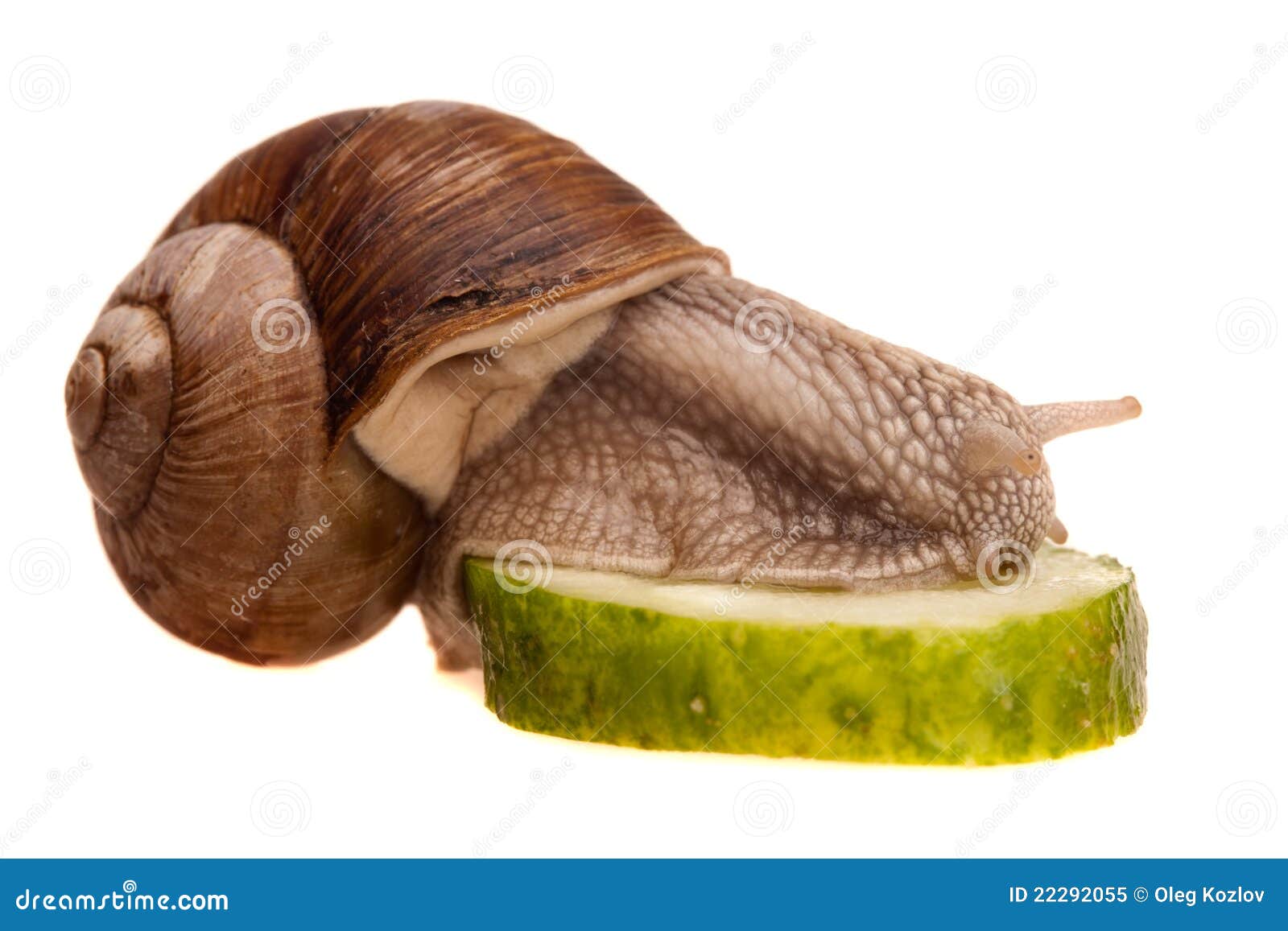 Het Eten Van Slak in Profiel Stock Afbeelding - Image of lengte, slak ...