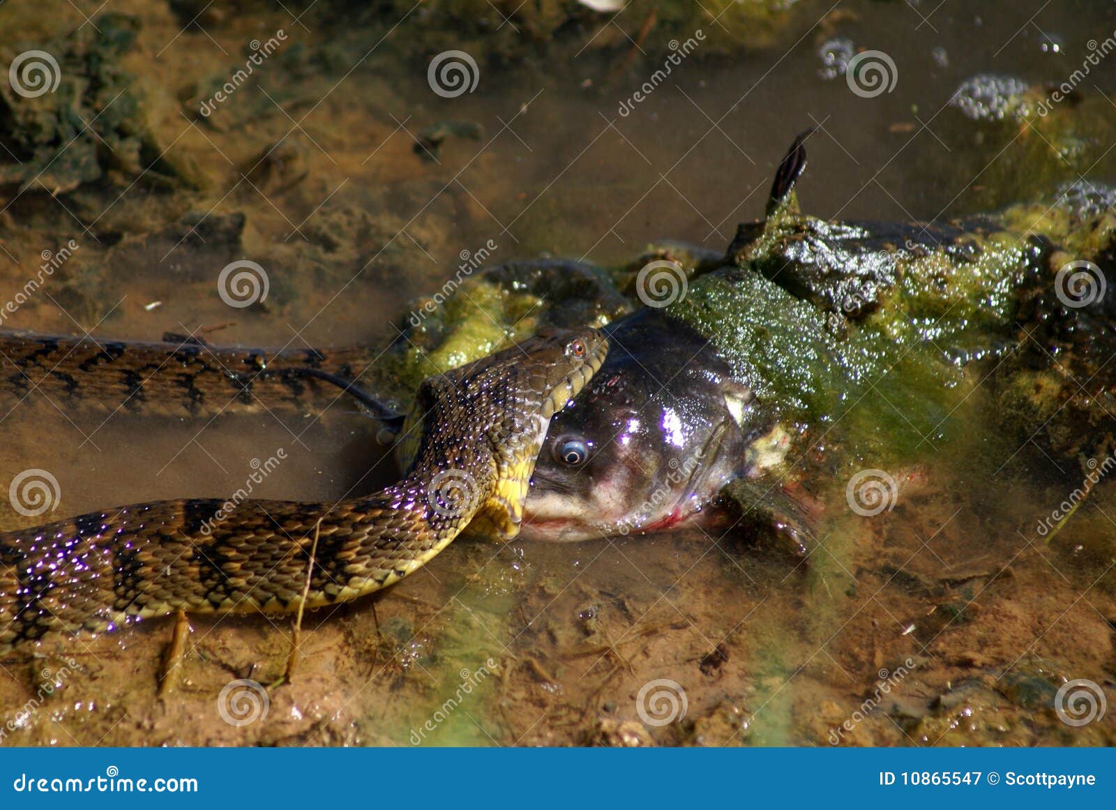 Het eten van slang stock afbeelding. Image of dier, eten - 10865547
