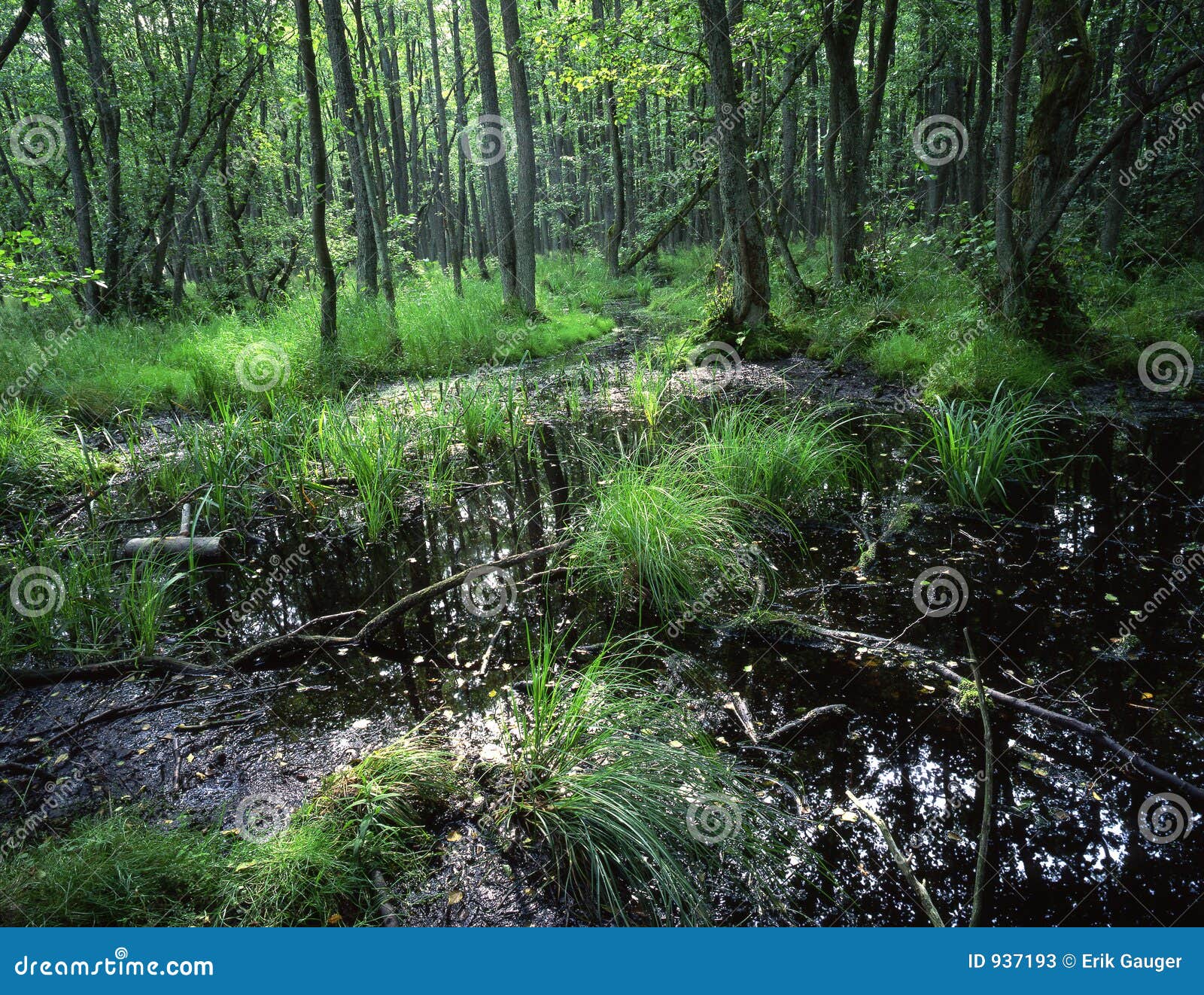 Het Europese Bos Van Het Moeras Stock Afbeelding - Image of poetsmiddel ...