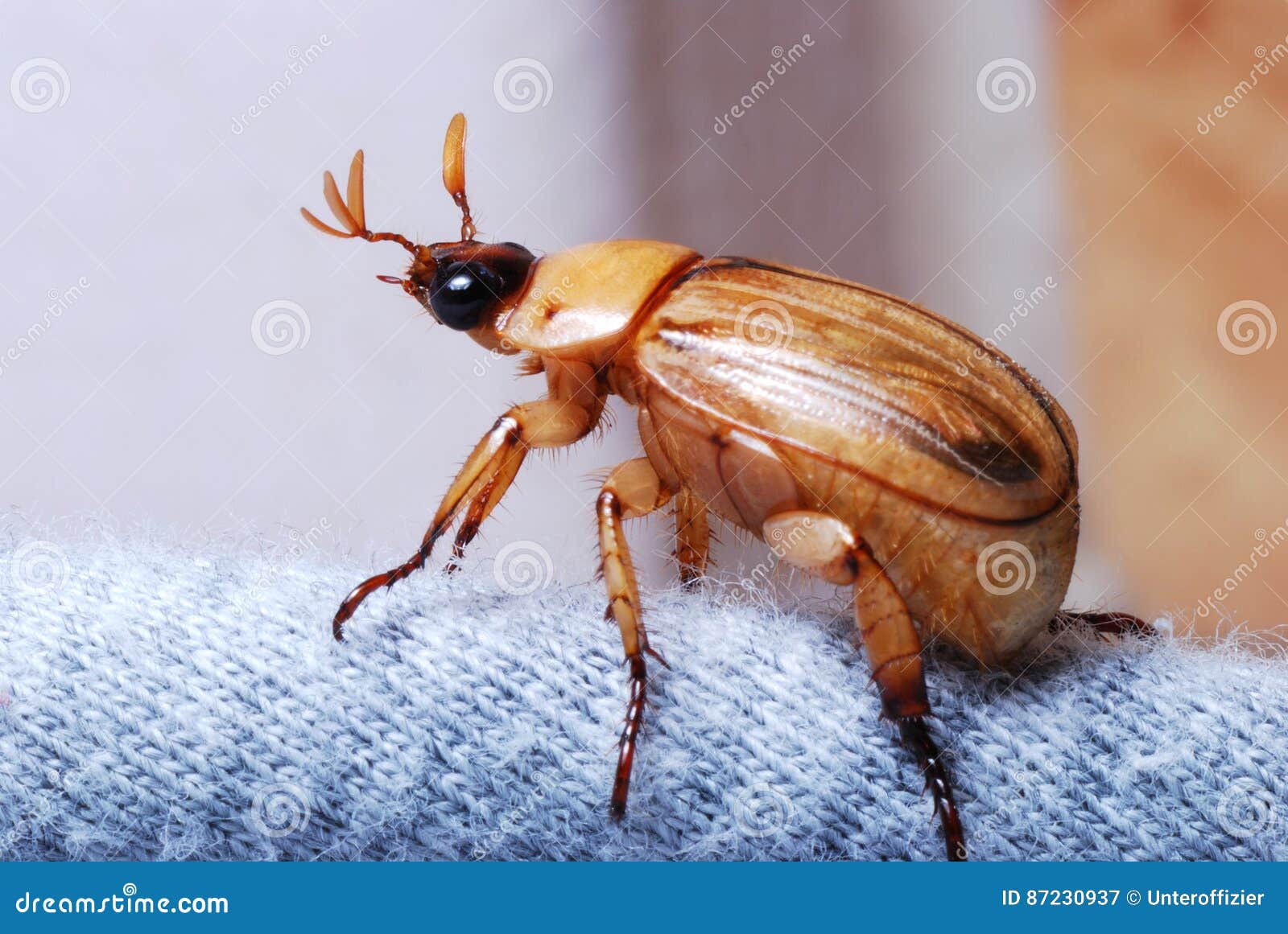 Het Europese Chafer Insect Van Juni Stock Afbeelding - Image of kruip ...