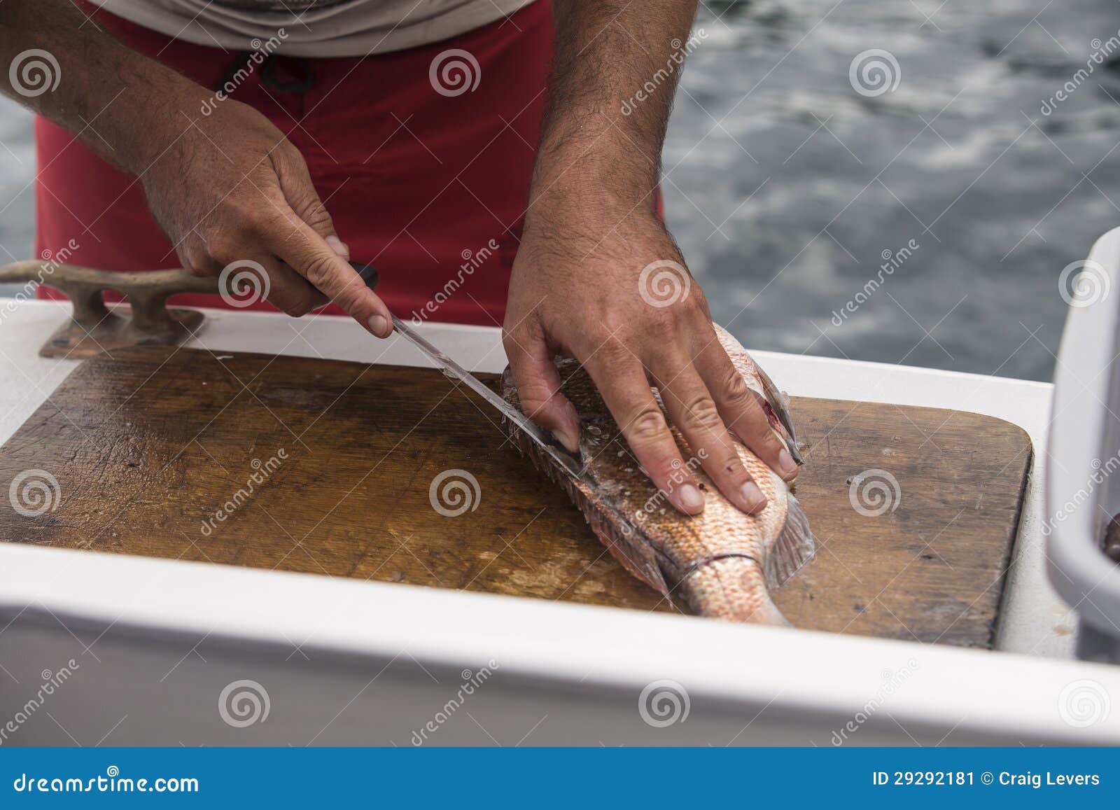 Het Fileren van vissen stock afbeelding. Image of vers - 29292181