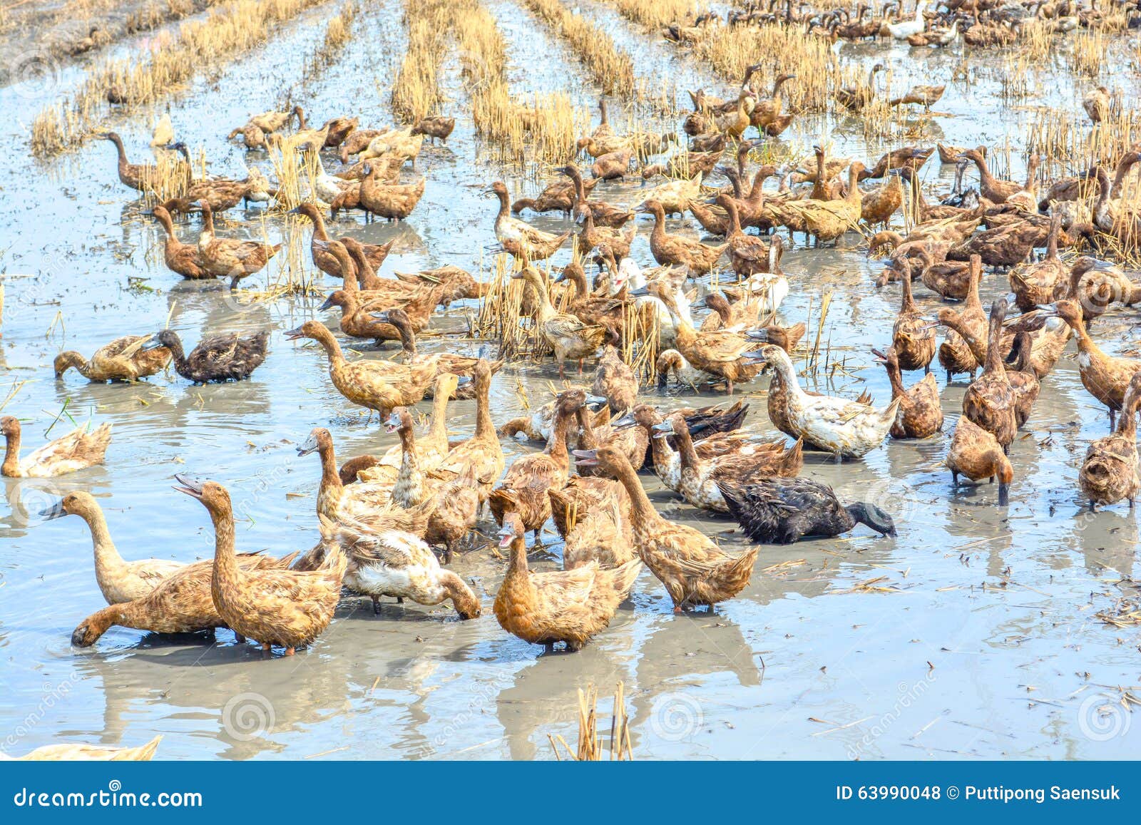 Het Fokken Van Eenden Op Padiegebied Stock Foto - Image of helder, dier ...