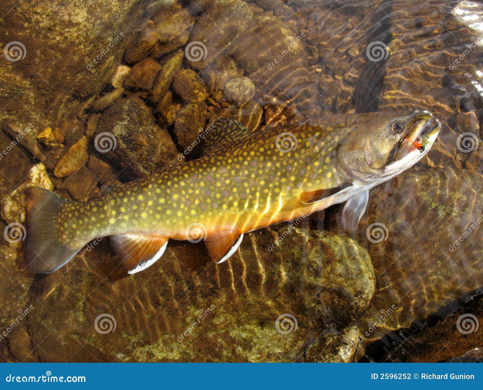 Het Forel-Hoogtepunt Van De Beek Mening Stock Foto - Image of sporten ...
