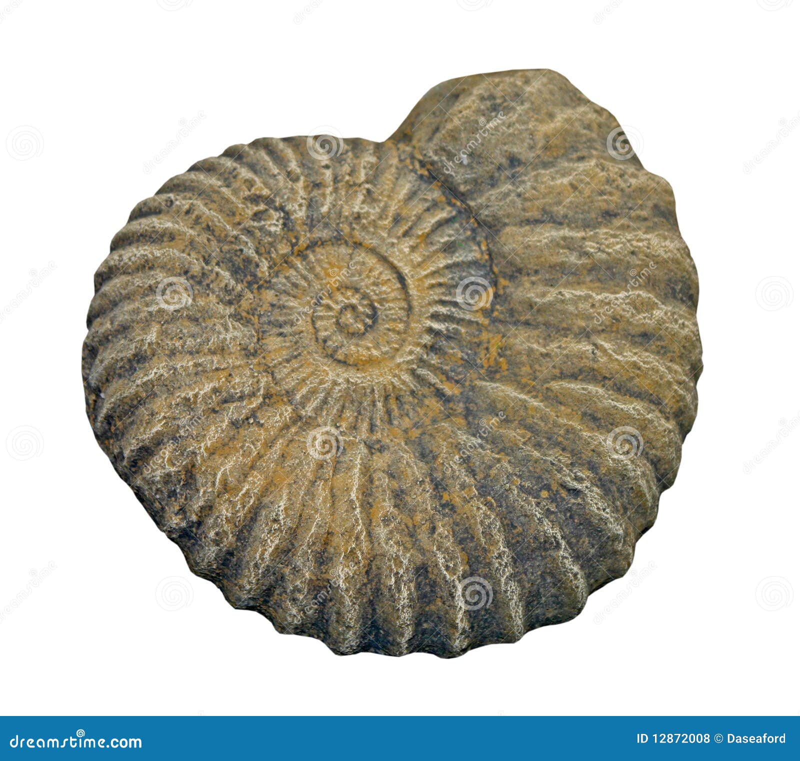 Het Fossiel Van De Ammoniet Stock Foto - Image of steen, paleontologie ...