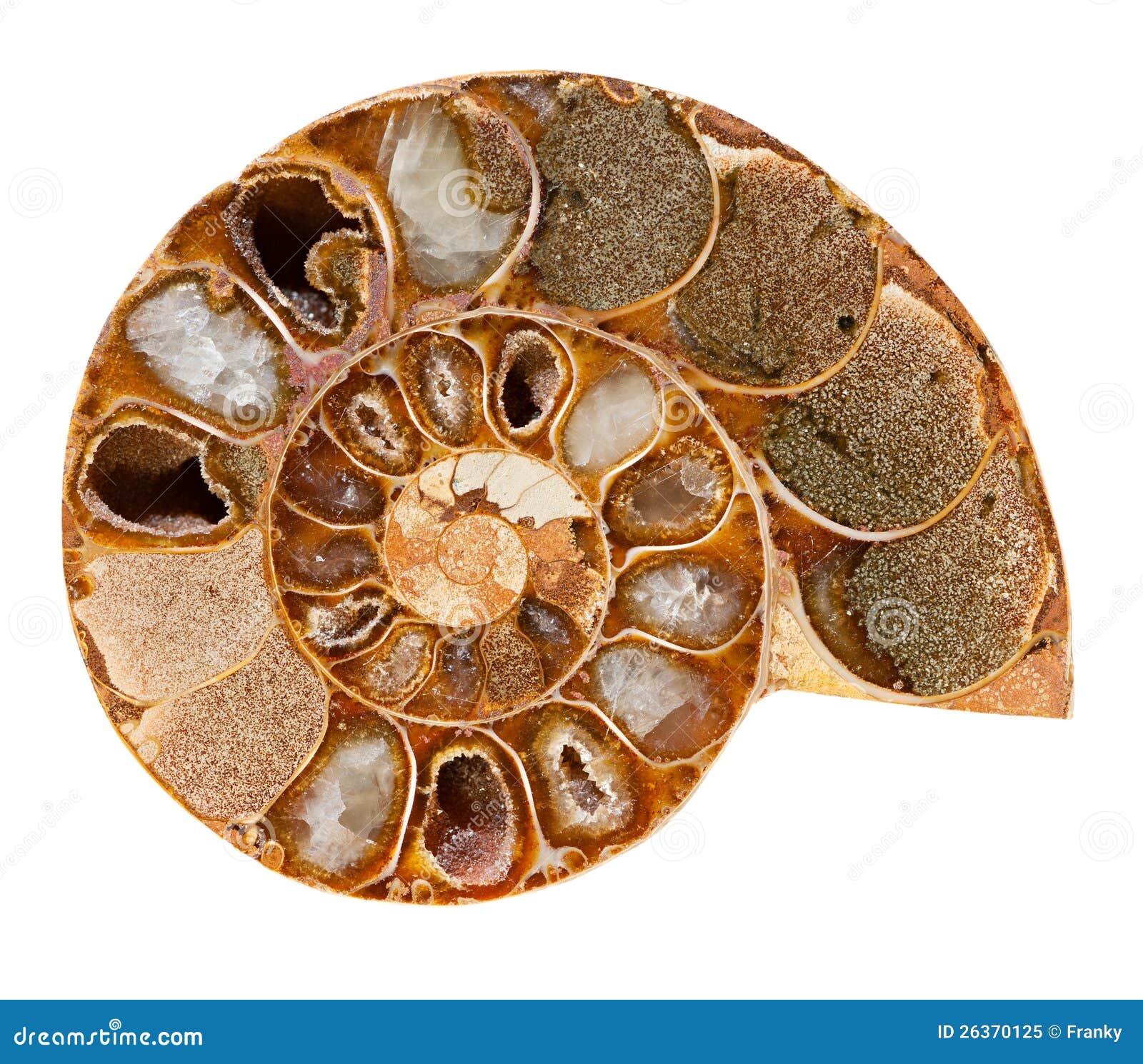 Het Fossiel Van De Ammoniet Stock Afbeelding - Image of vervalst ...