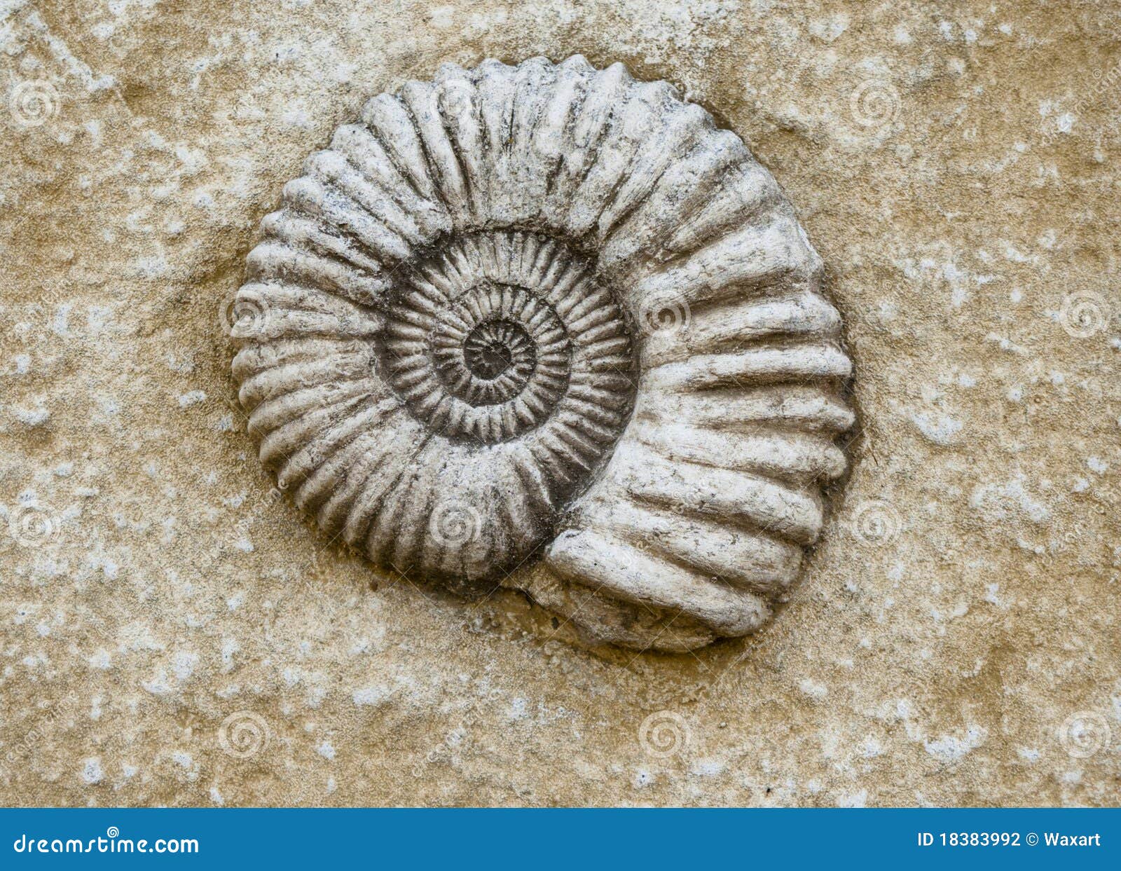 Het Fossiel Van De Ammoniet in Steen Stock Foto - Image of schepsel ...