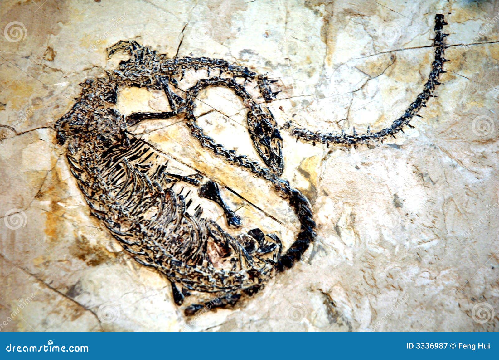 Het Fossiel Van De Dinosaurus Stock Afbeelding - Image of fossiel ...