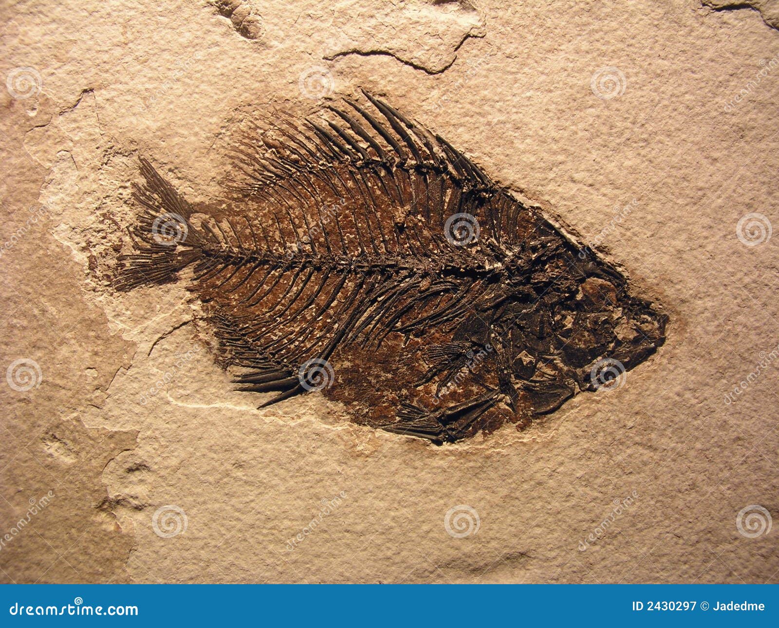 Het Fossiel van vissen stock afbeelding. Image of dieren - 2430297