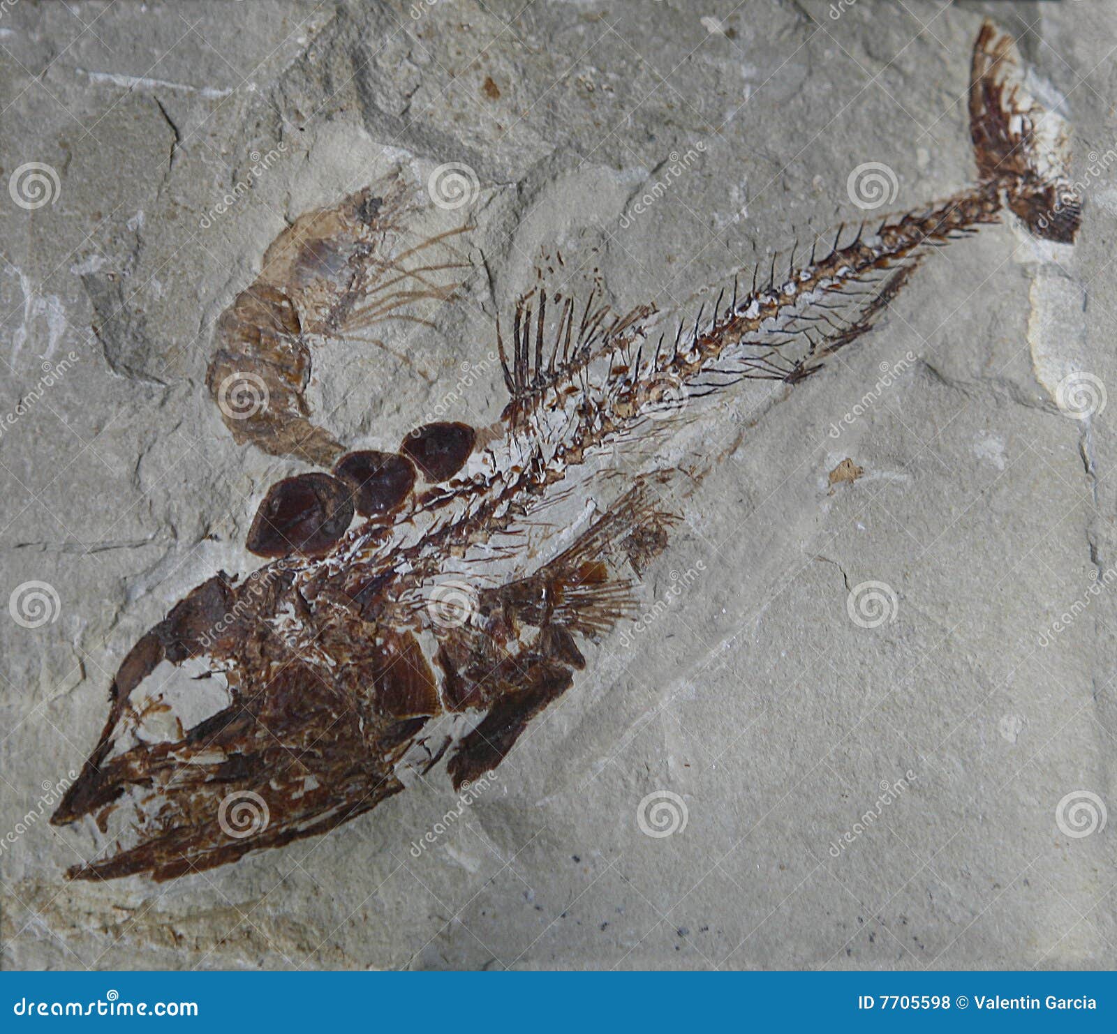 Het Fossiel van vissen stock foto. Image of voorhistorisch - 7705598