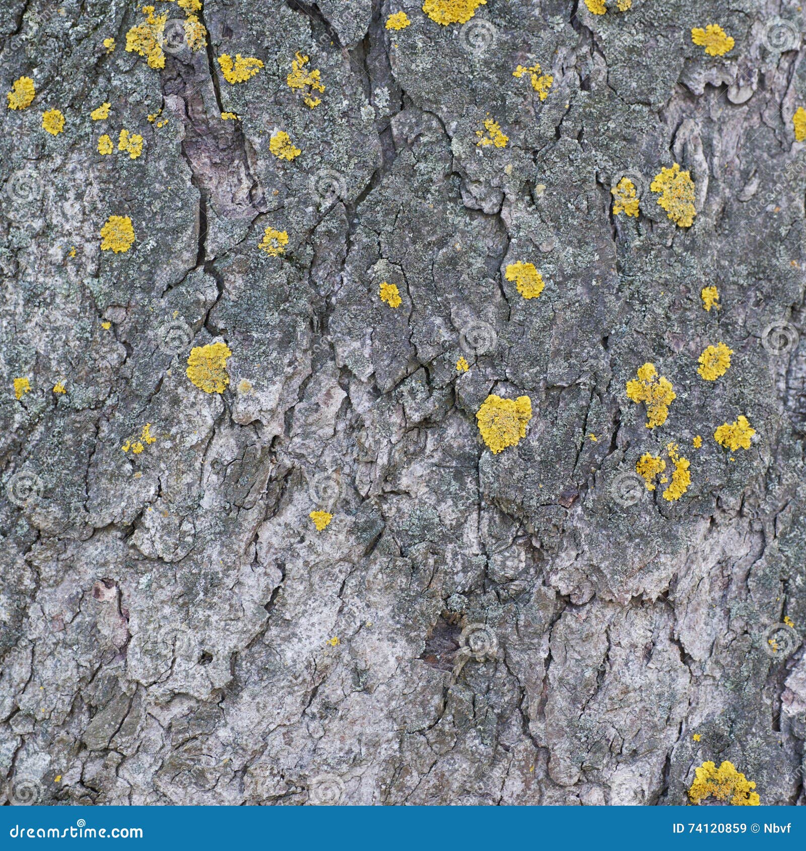 Het Fragment Van Een Korstmos Behandelde Schors Stock Afbeelding ...