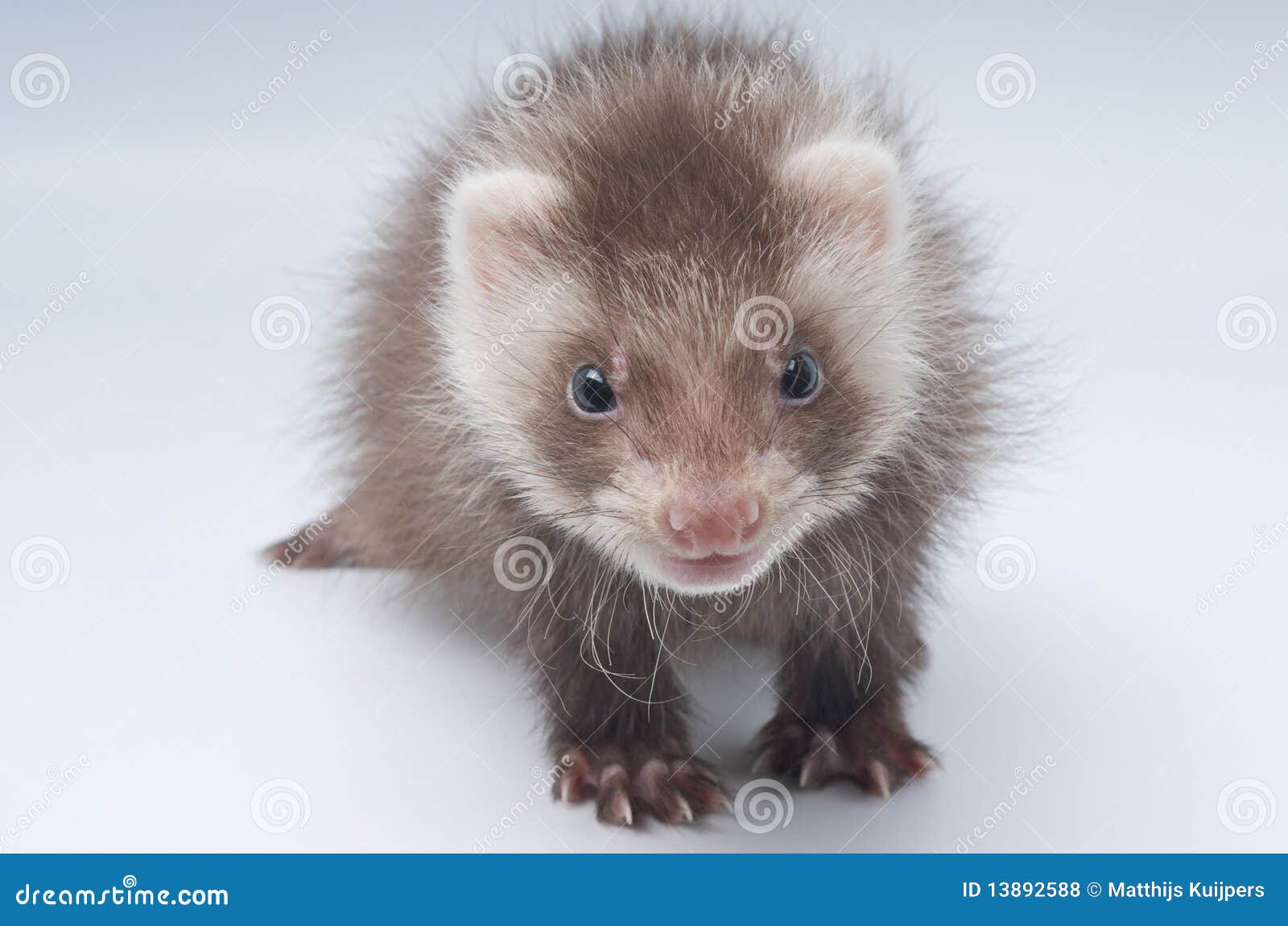 Het fret van de baby stock foto. Image of schot, huisdieren - 13892588