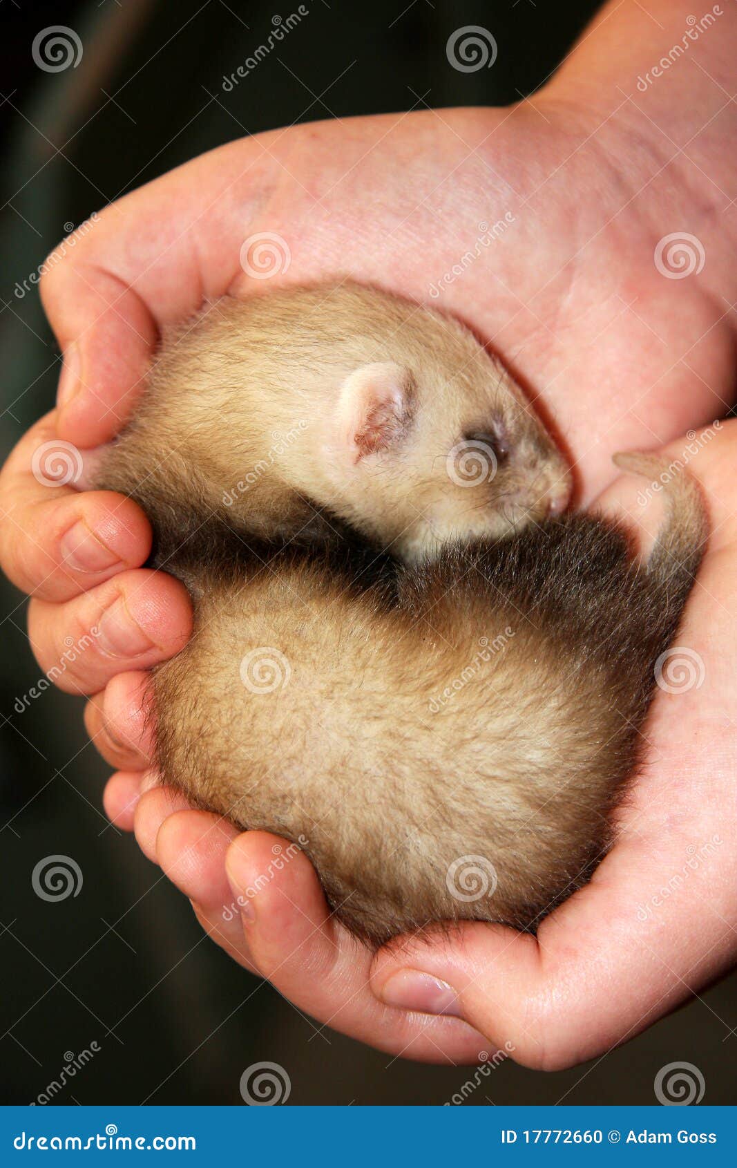 Het fret van de baby stock foto. Image of dier, comfortabel - 17772660