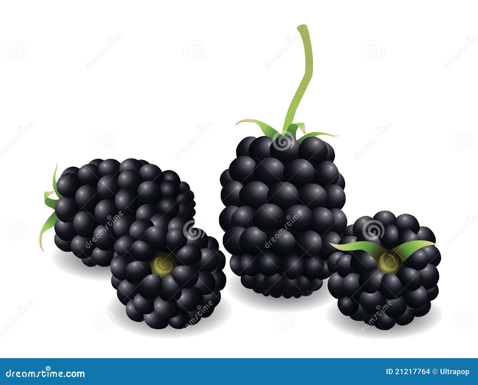 Het Fruit van de braambes vector illustratie. Illustration of smakelijk ...