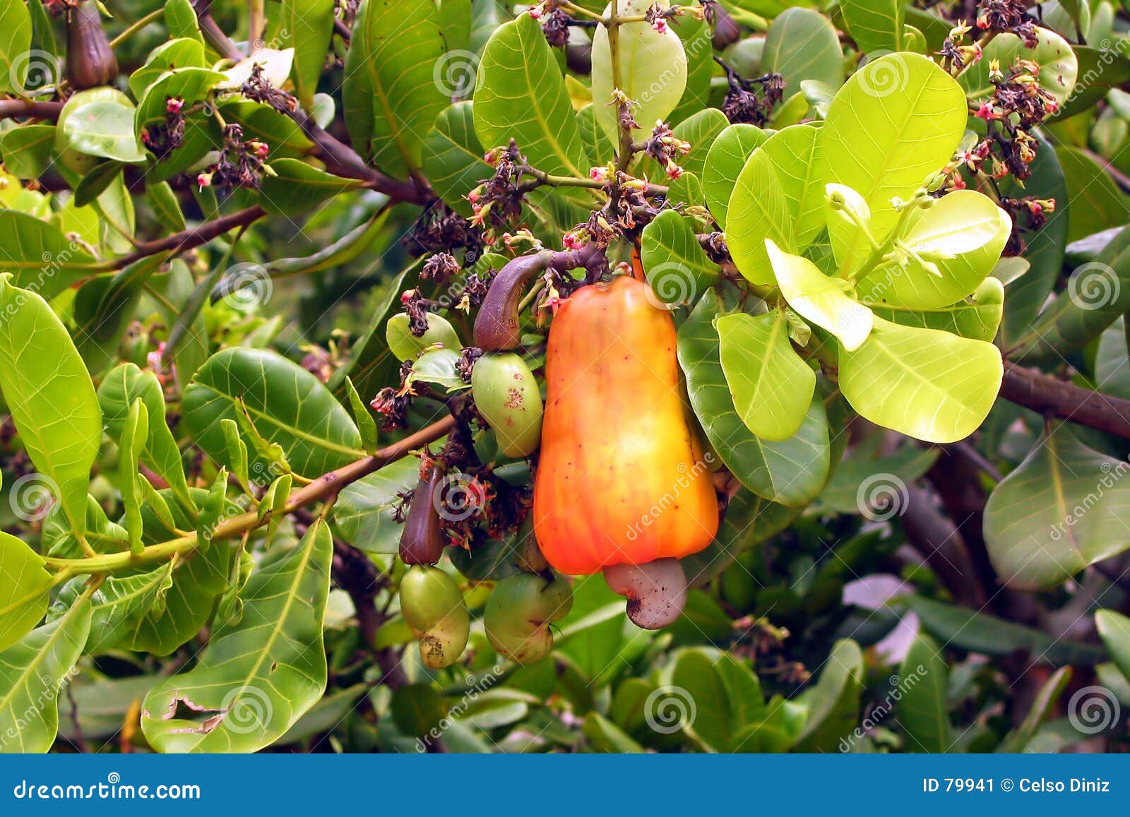 Fruit Van De Boom Van De Cachou Stock Afbeelding - Image of bladeren ...