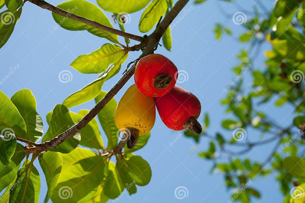 Het Fruit Van De Cachouboom Stock Foto - Image of groei, gebladerte ...