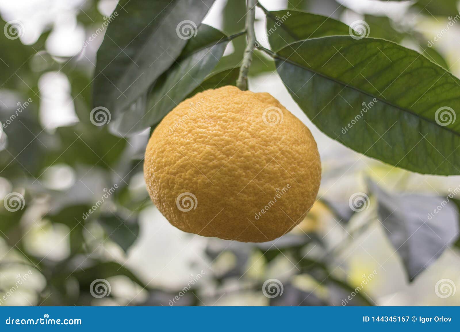 Het Fruit Van De Citrusvrucht Stock Afbeelding - Image of citrusvrucht ...