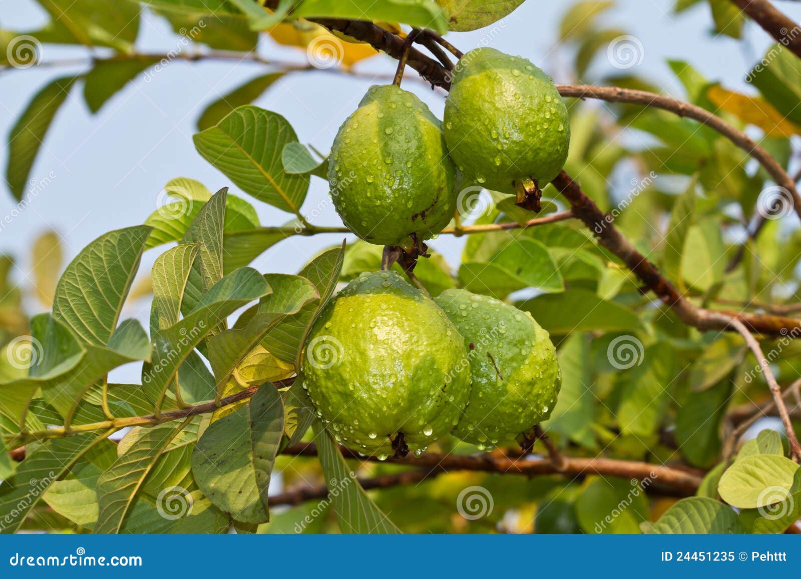 Het fruit van de guave stock afbeelding. Image of textuur - 24451235