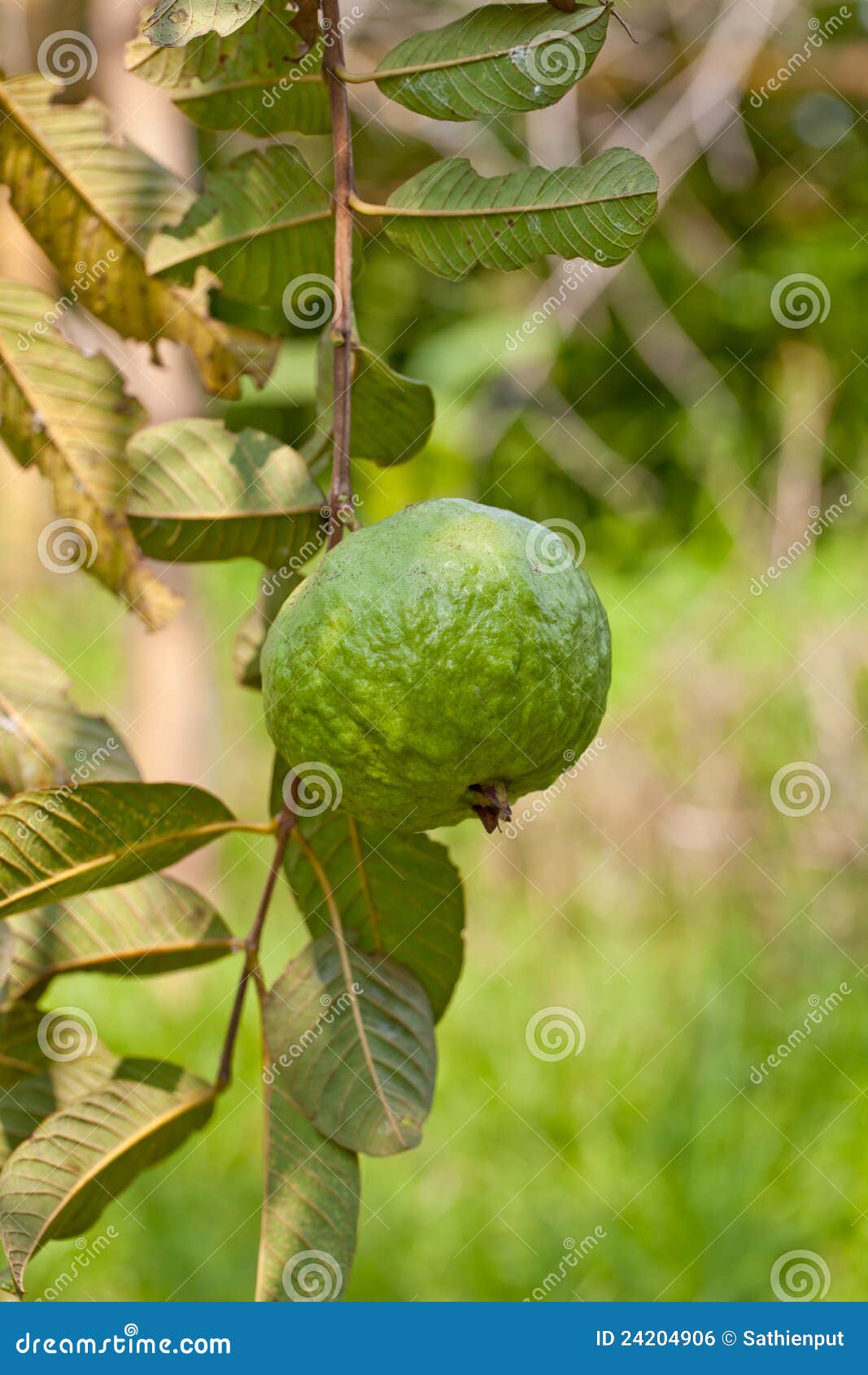 Het Fruit Van De Guave Op De Boom Stock Foto - Image of boom, gezond ...