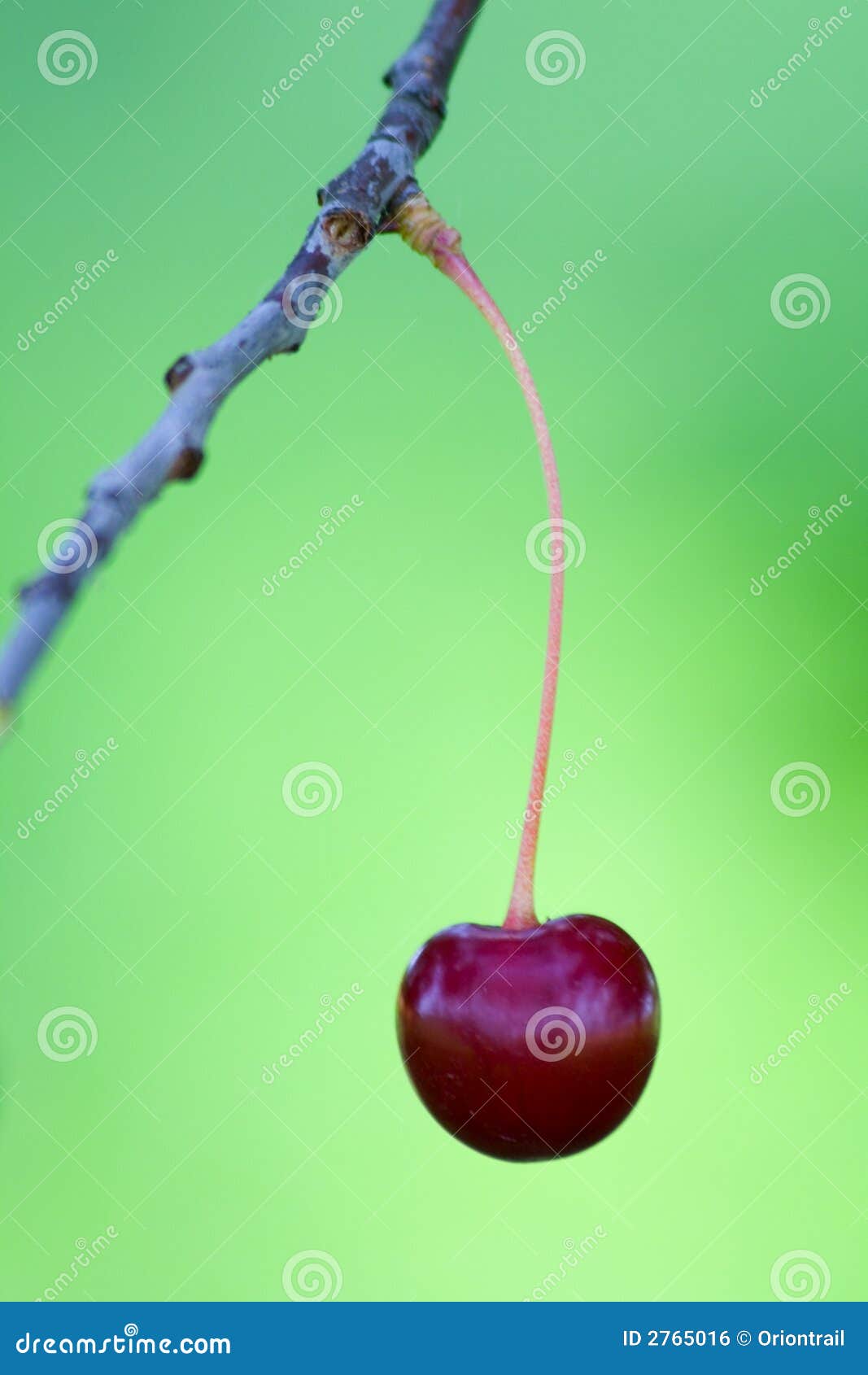 Het fruit van de kers stock foto. Image of lucht, vrucht - 2765016