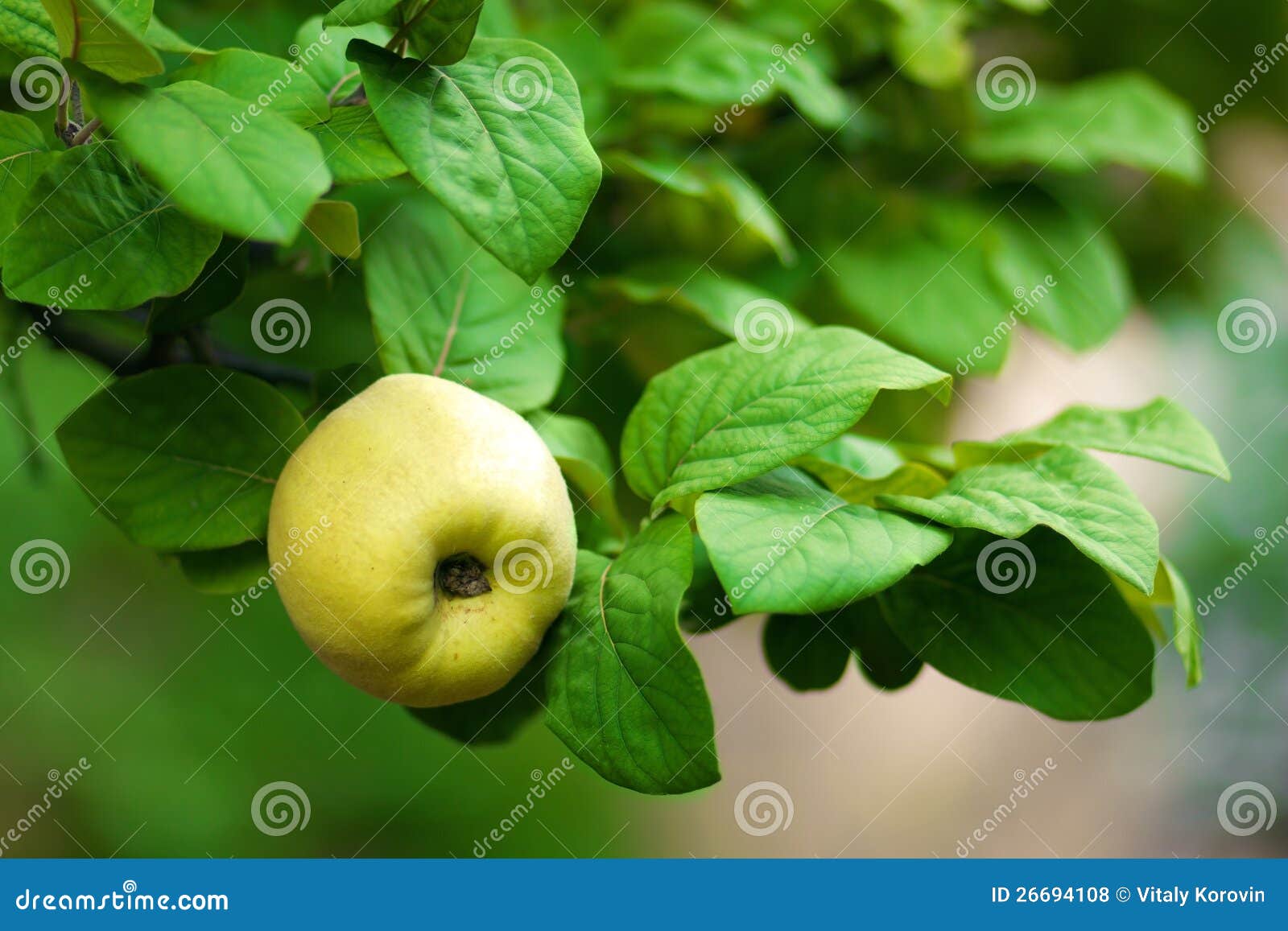 Het Fruit Van De Kweepeer Op Boom Stock Foto - Image of voedzaam ...