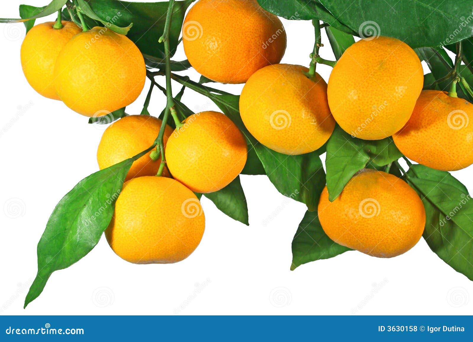 Het Fruit Van De Mandarijn Op Een Boom Stock Foto - Image of voeding ...