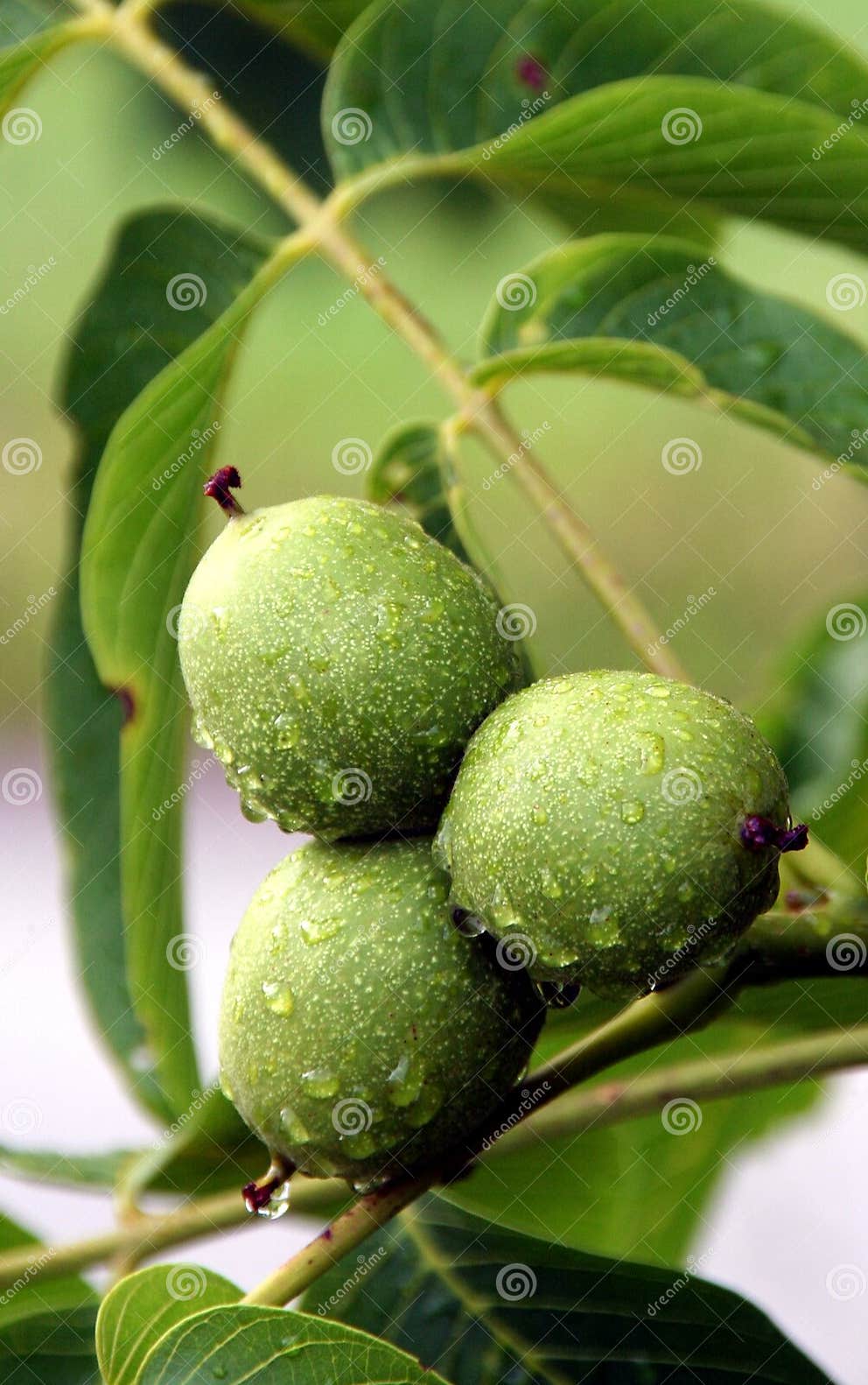 Het Fruit Van De Okkernoot Op De Boom Stock Foto - Image of hikkie ...