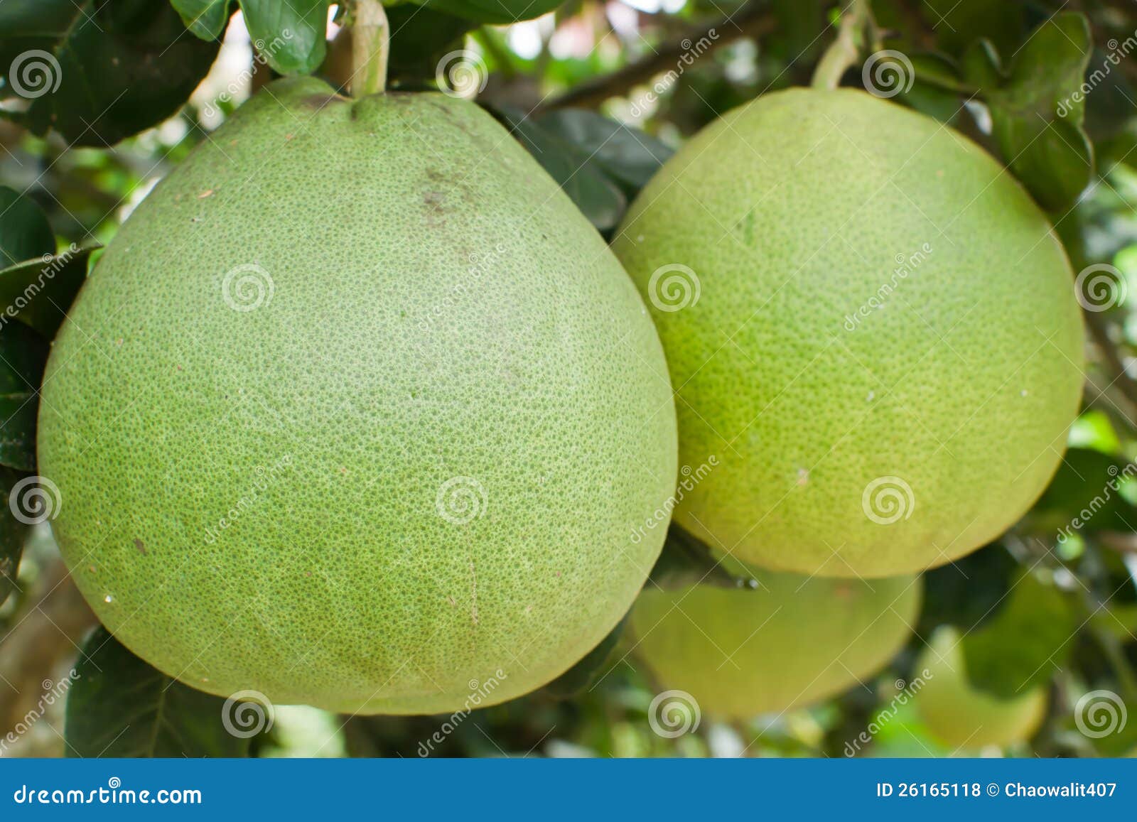 Het Fruit Van De Pompelmoes in De Boom Stock Foto - Image of sappig ...
