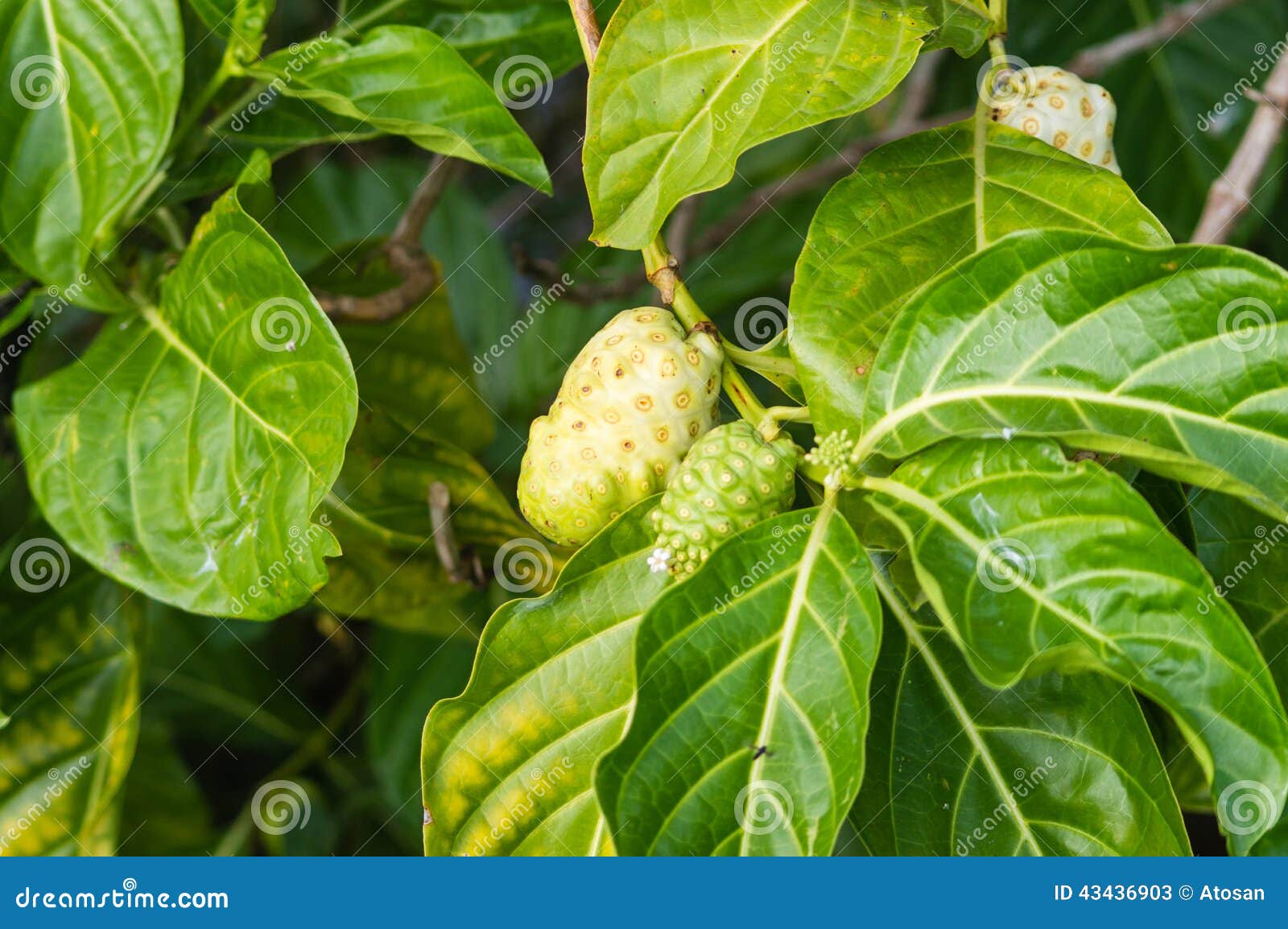 Het fruit van Noni stock afbeelding. Image of sluit, caraïbisch - 43436903