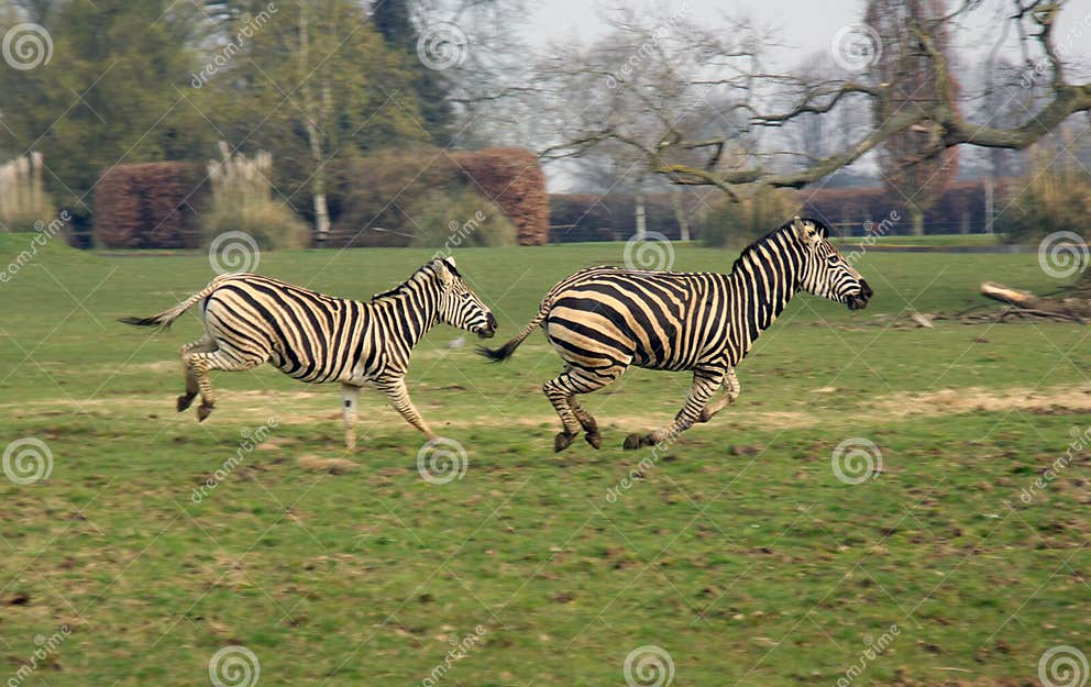Het Galopperen Van De Zebra Stock Foto - Image of afrikaans, streep ...