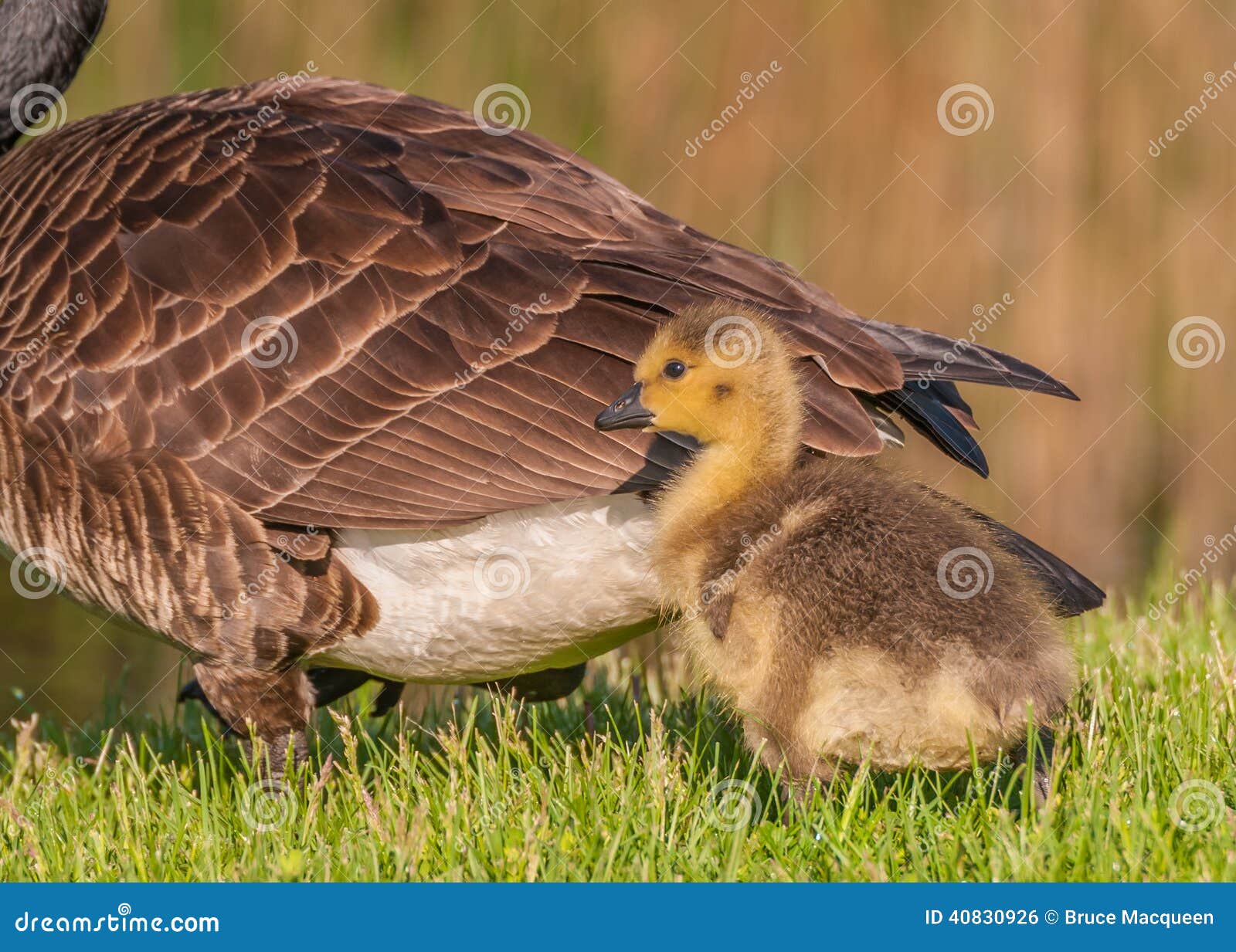 Het Gansje Van De Gans Van Canada Stock Foto - Image of ganzen, gans ...
