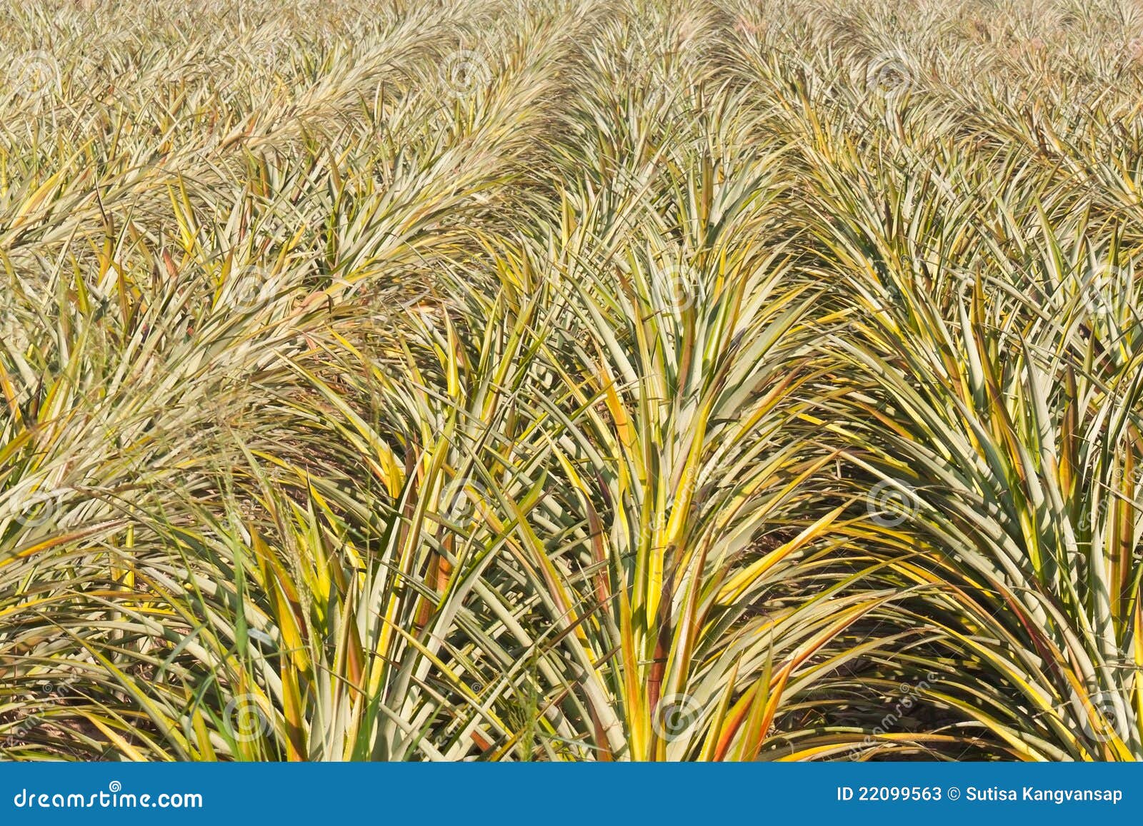 Het Gebied Van De Boom Van De Ananas In Close-up Stock Afbeelding ...
