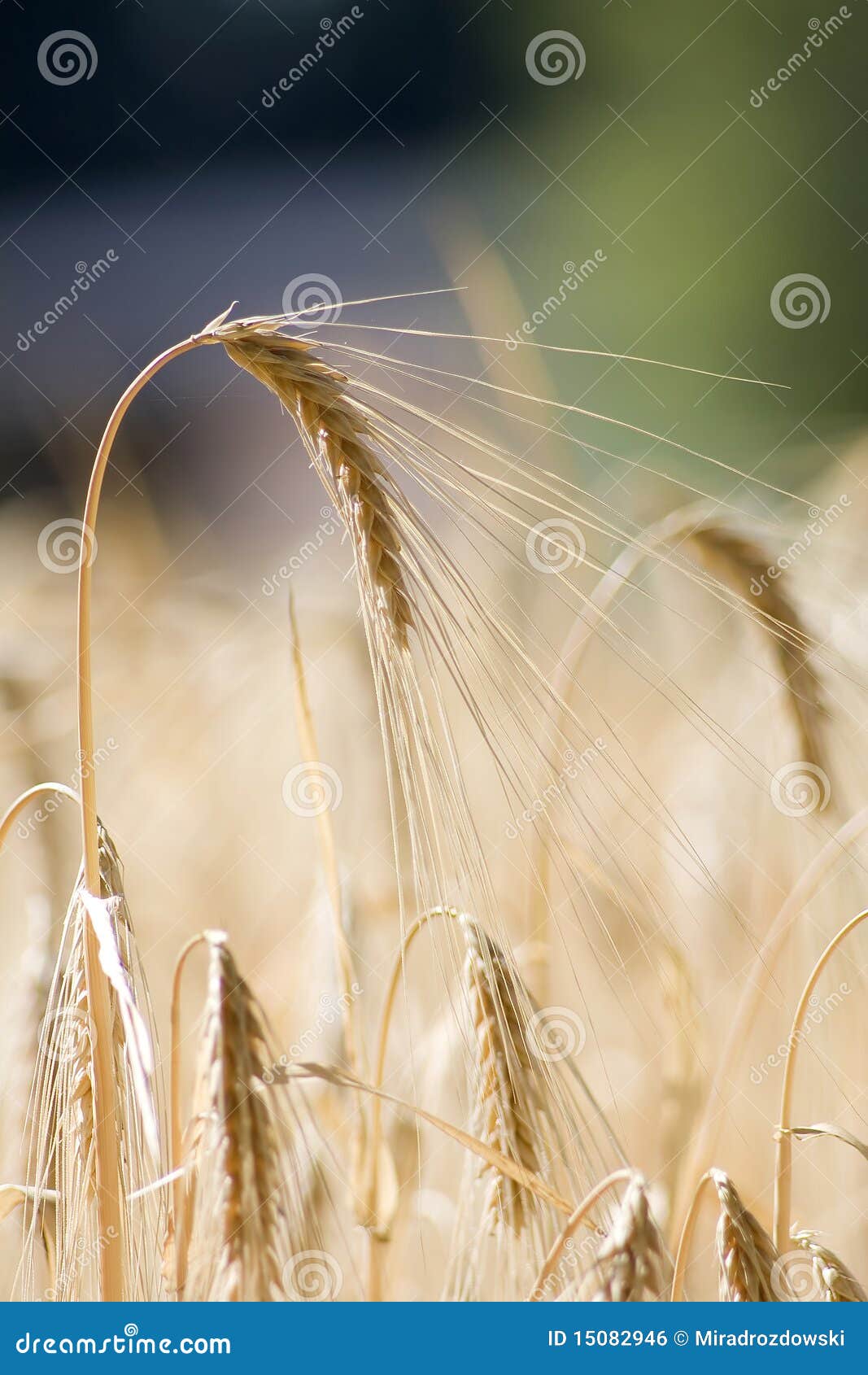Het gebied van de gerst stock foto. Image of oogst, gras - 15082946
