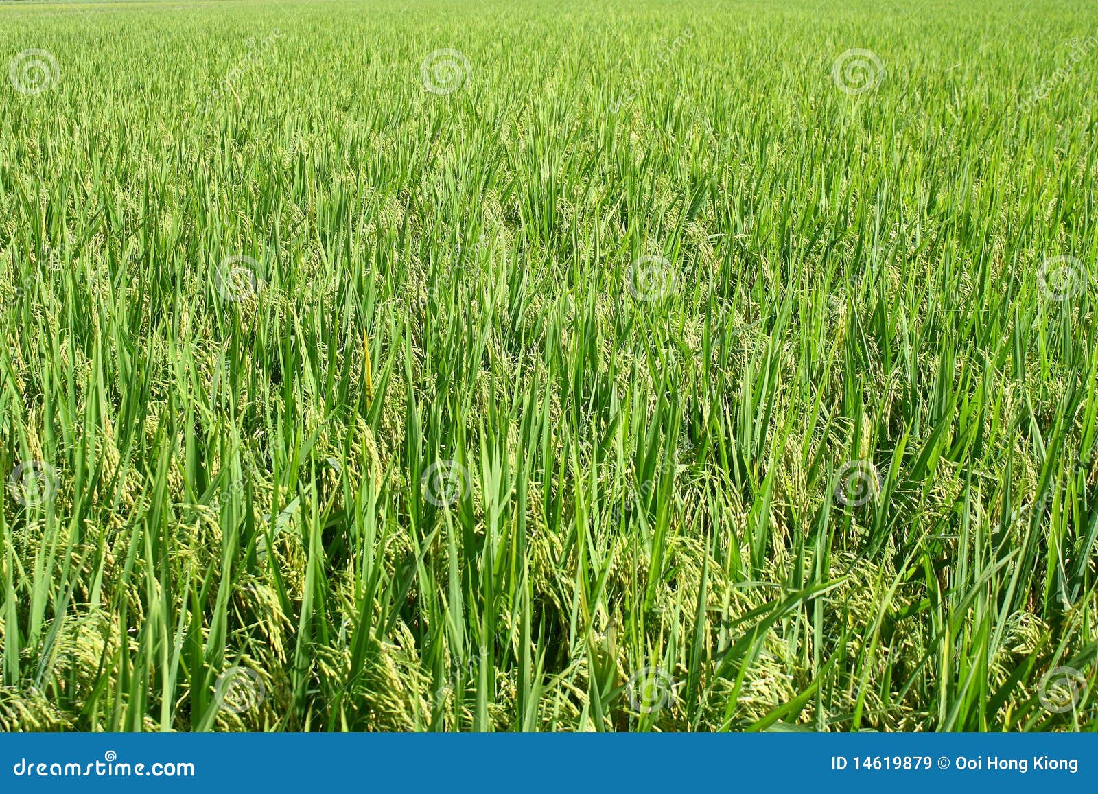 Het Gebied van de padie stock afbeelding. Image of landbouwbedrijf ...