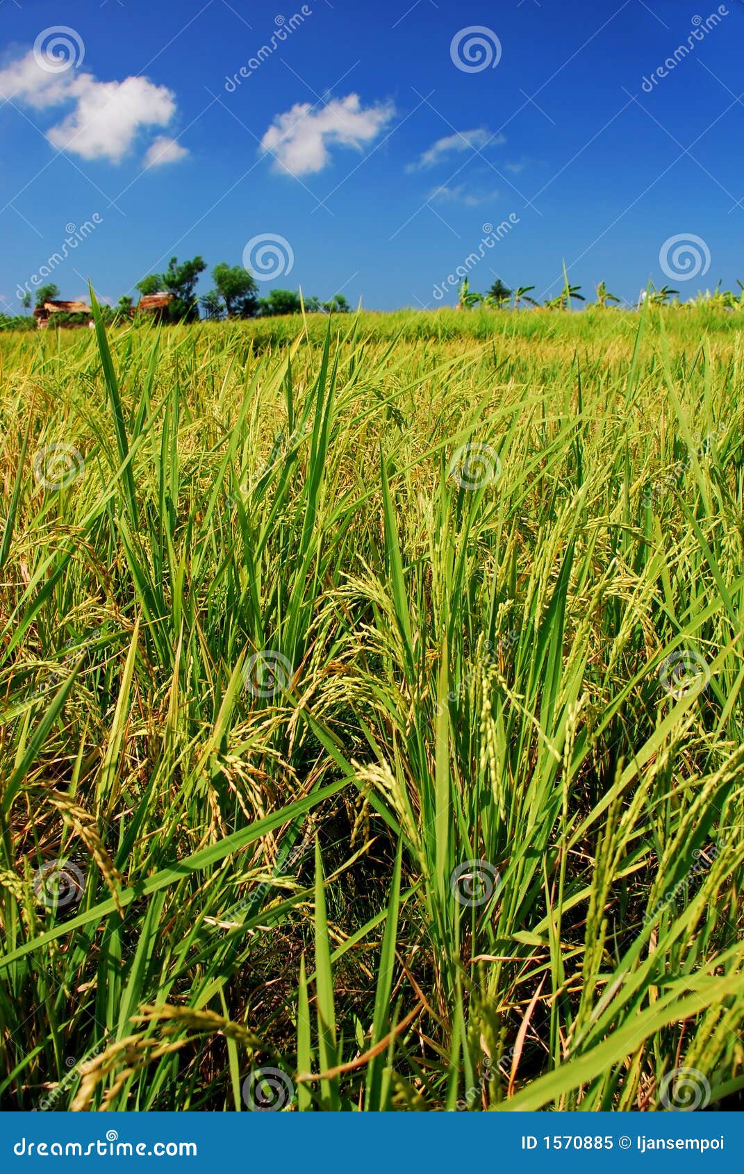 Het gebied van de padie stock afbeelding. Image of cultiveer - 1570885