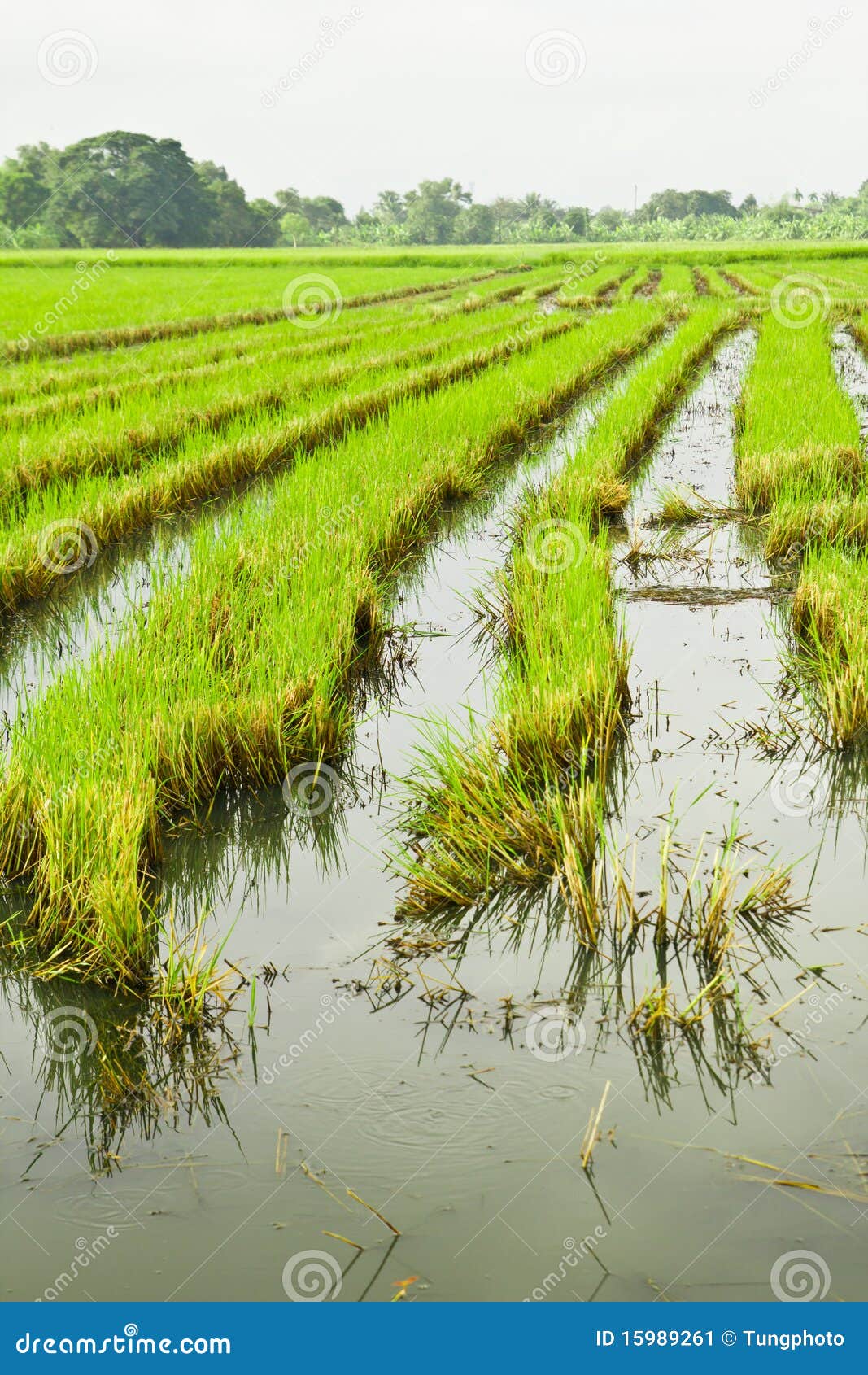 Het gebied van de Padie stock afbeelding. Image of schil - 15989261