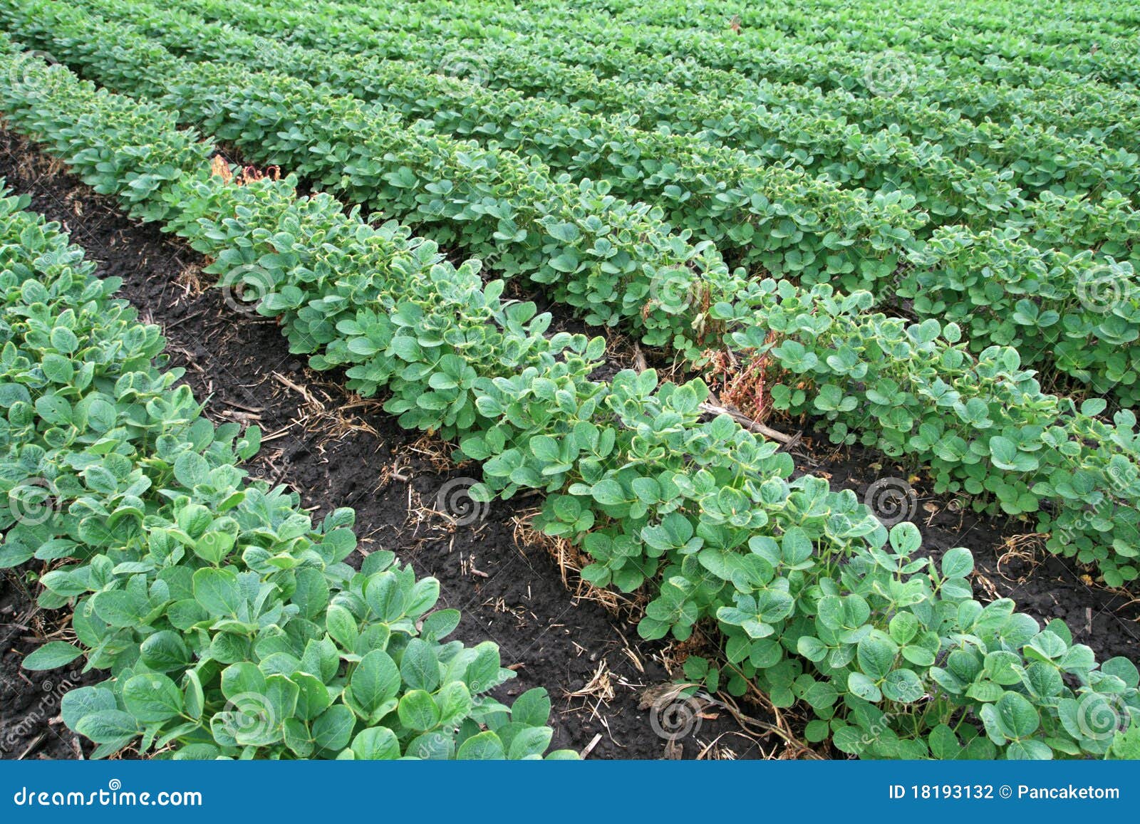 Het gebied van de sojaboon stock foto. Image of aarde - 18193132
