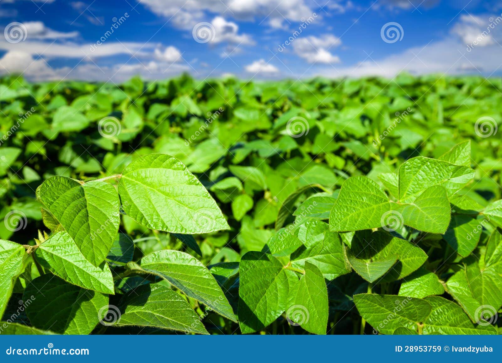 Het gebied van de sojaboon stock afbeelding. Image of openlucht - 28953759