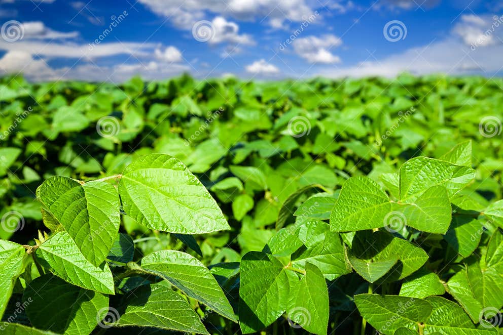 Het gebied van de sojaboon stock afbeelding. Image of openlucht - 28953759