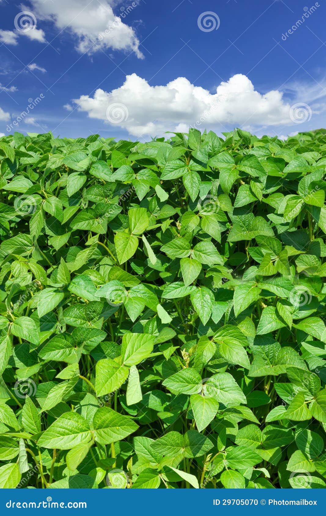 Het gebied van de sojaboon stock foto. Image of monocultuur - 29705070