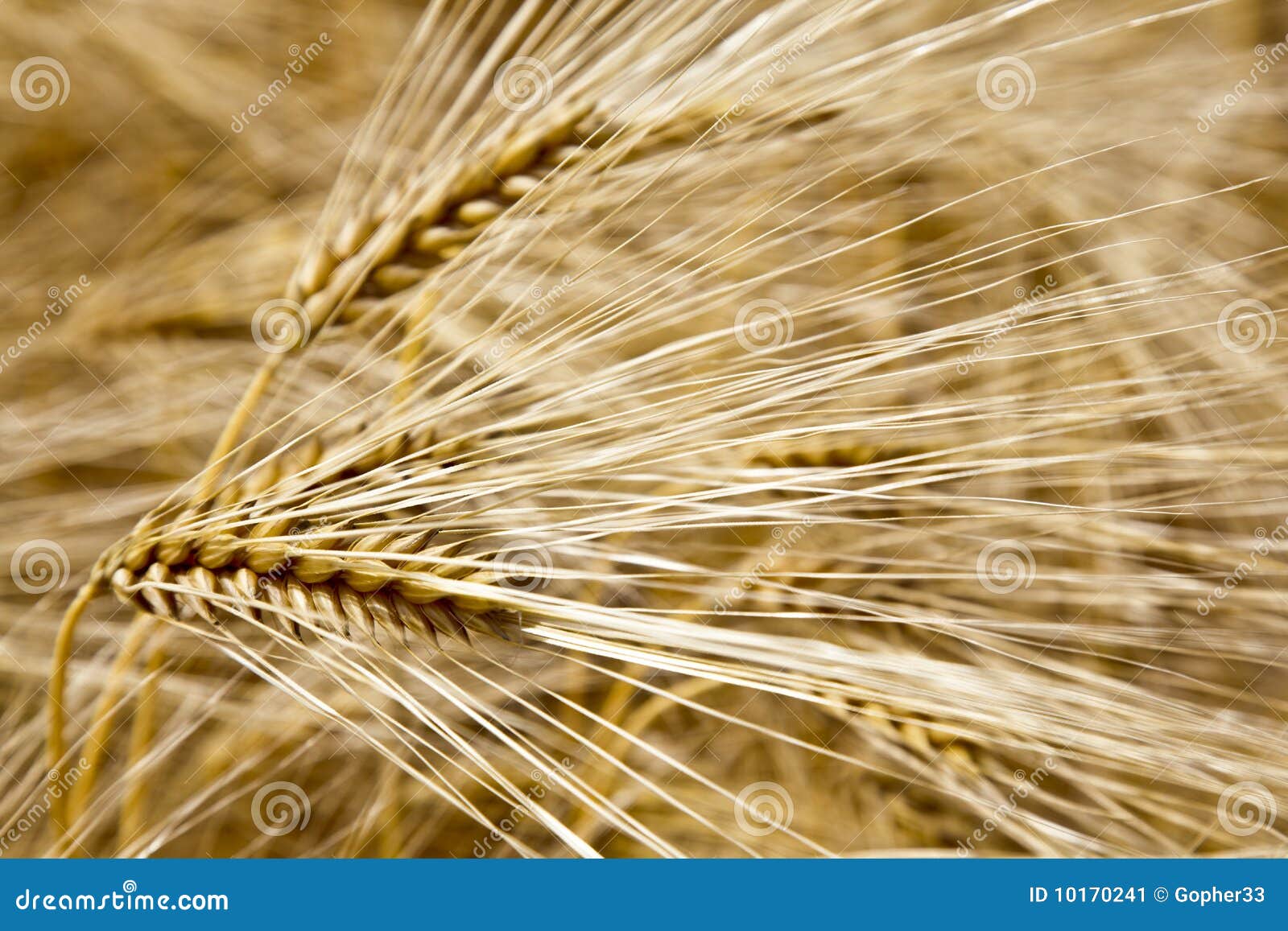 Het gebied van de tarwe stock afbeelding. Image of tafereel - 10170241