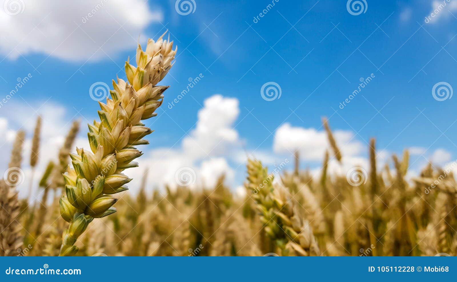 Het gebied van de tarwe stock foto. Image of nadruk - 105112228